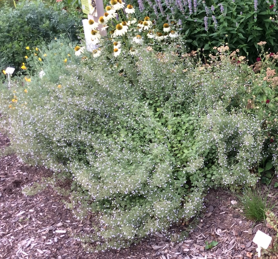 Is it pollinator garden-worthy? – The Corner Pollinator Garden and ...