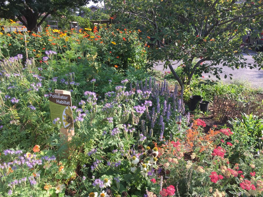 The story of my pollinator garden – The Corner Pollinator Garden and ...