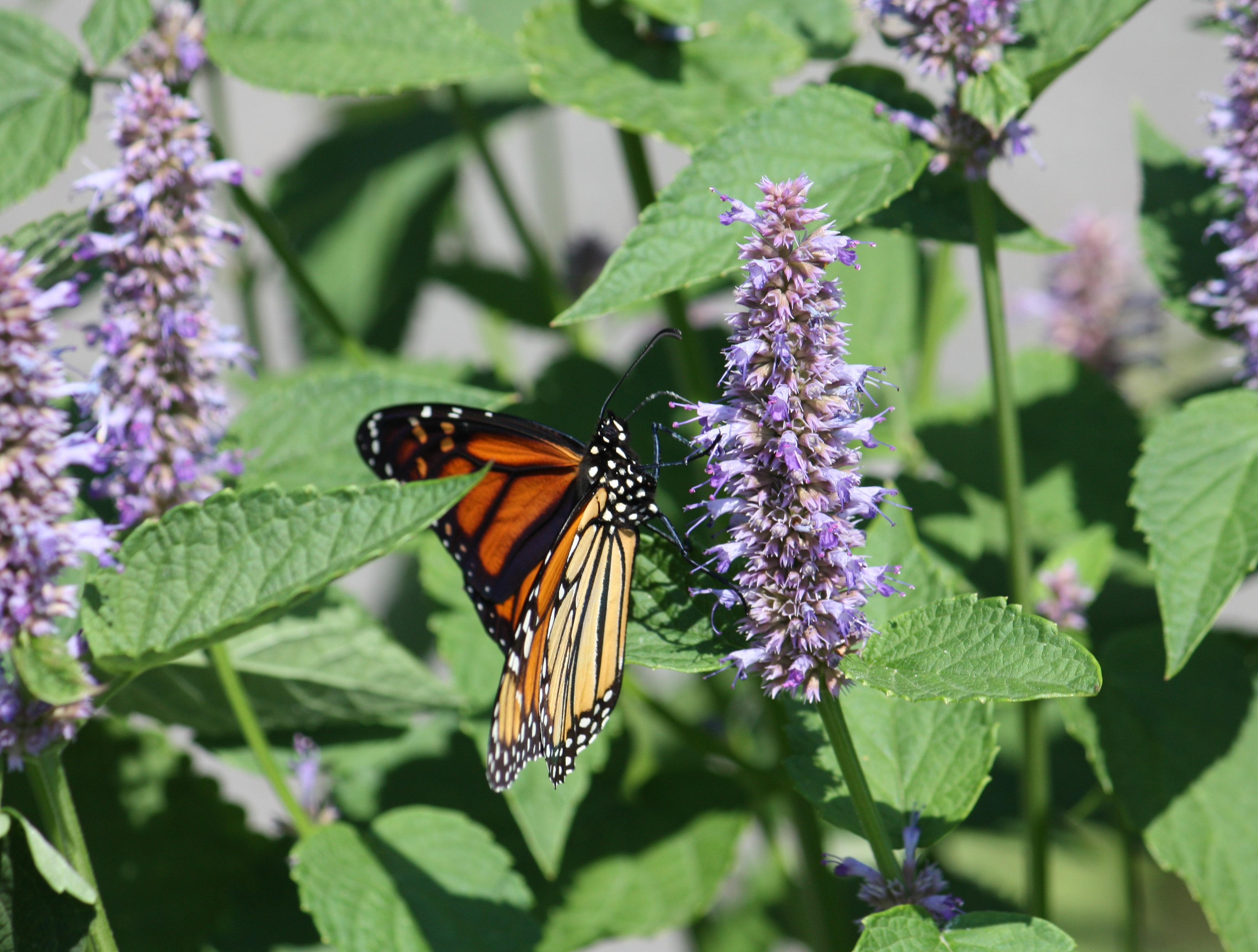 Summer pollinator plants – The Corner Pollinator Garden and Wildlife ...