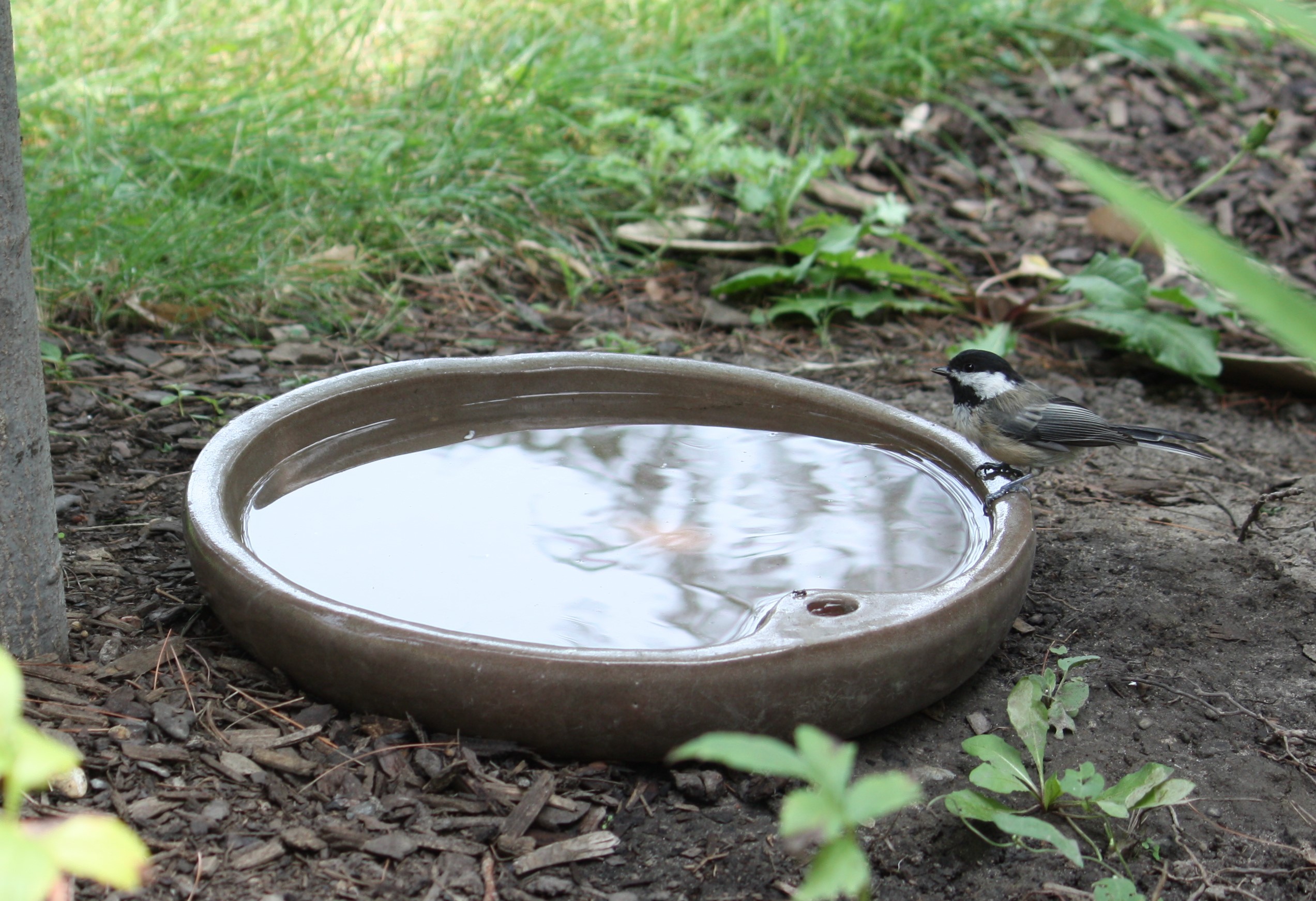 Bird garden and backyard habitat – The Corner Pollinator Garden and ...