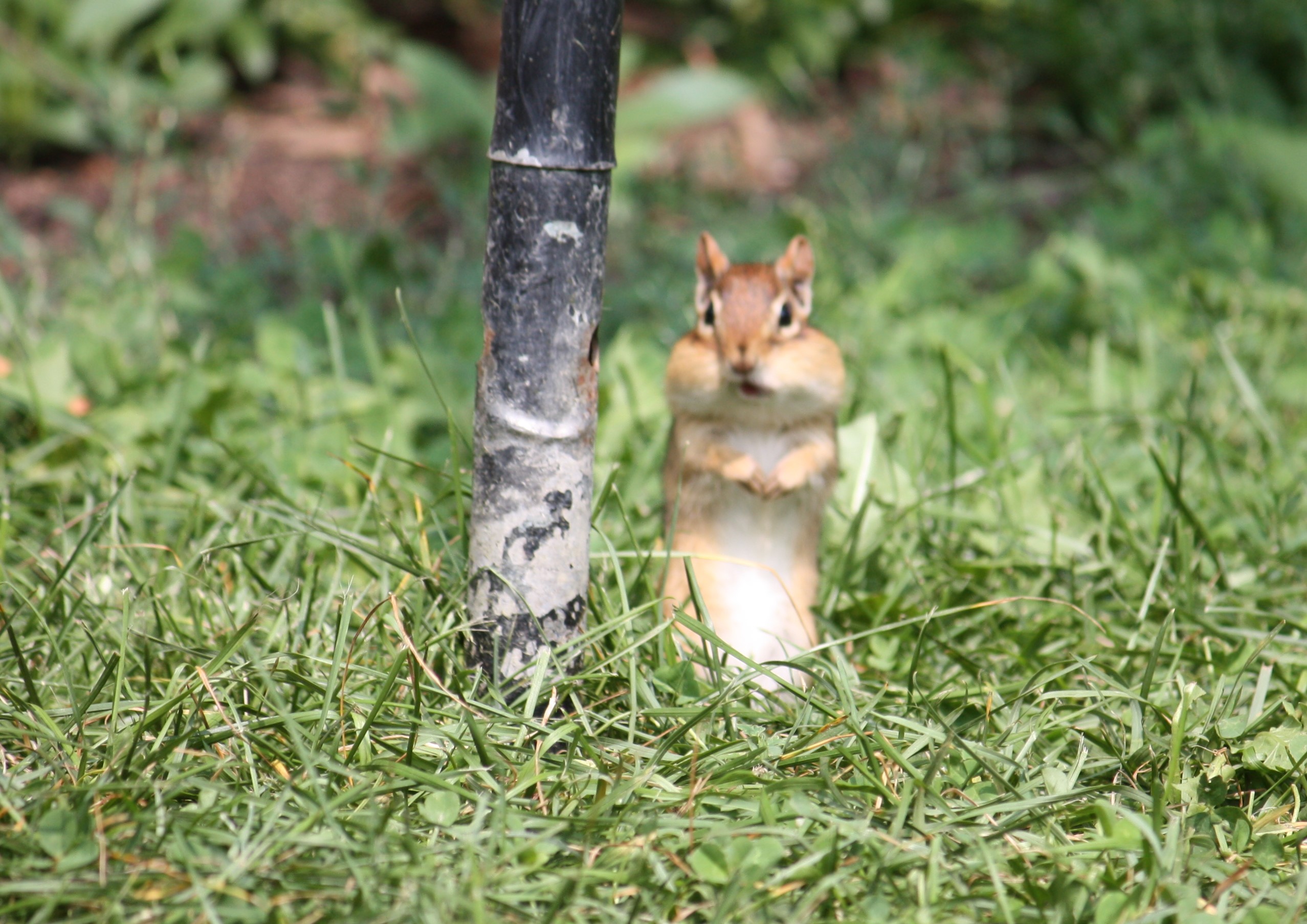 Bird garden and backyard habitat – The Corner Pollinator Garden and ...