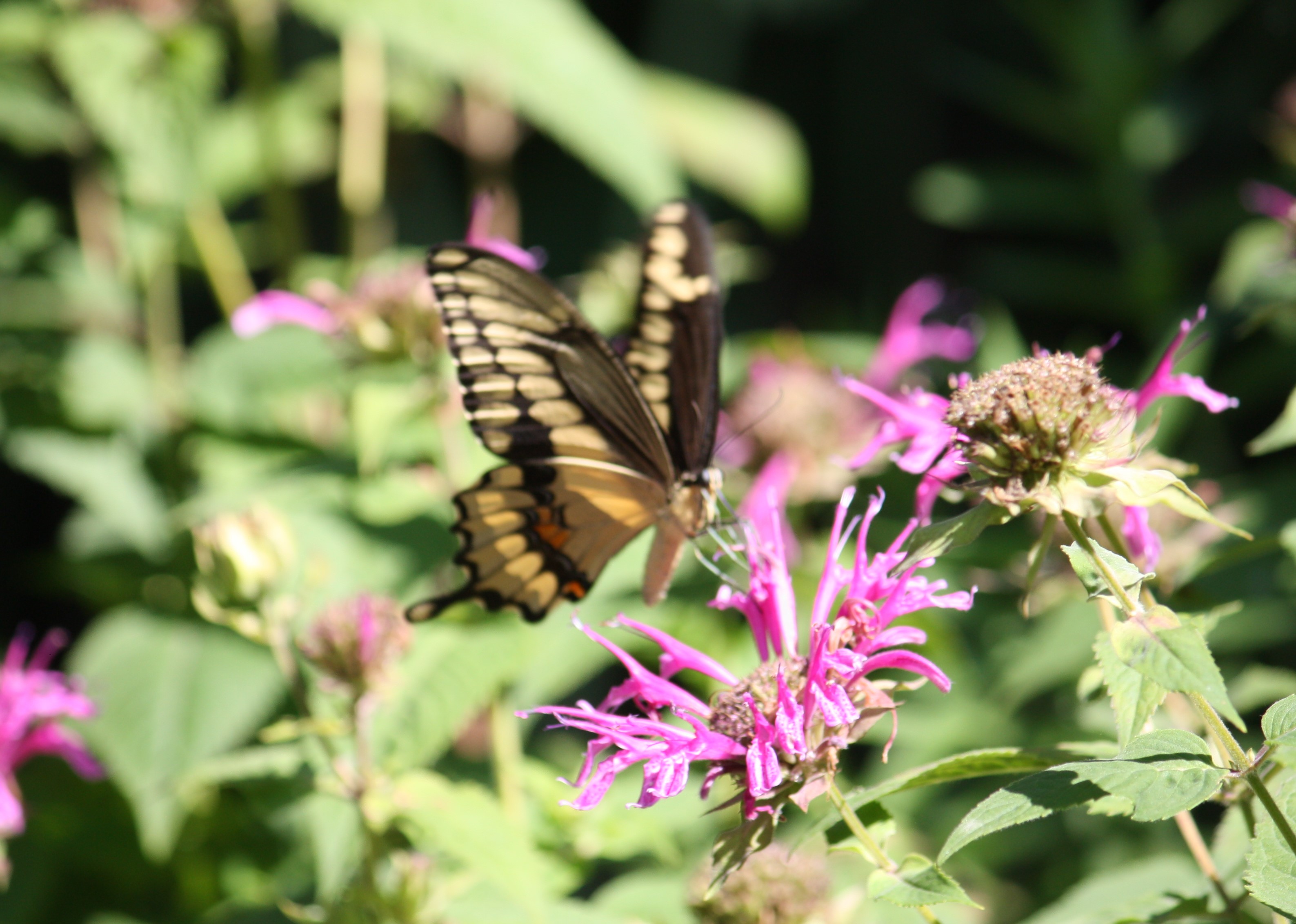 Butterfly host plants – The Corner Pollinator Garden and Wildlife Habitat