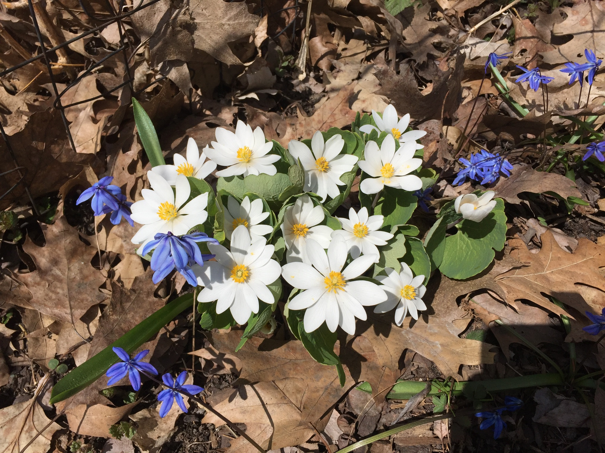 April 2019 flora and fauna – The Corner Pollinator Garden and Wildlife Habitat