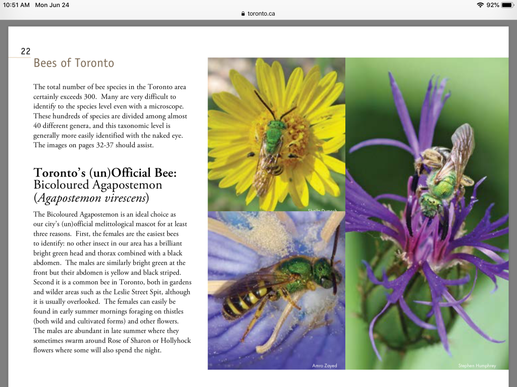 Ottawa cousins of Toronto’s unofficial bee – The Corner Pollinator ...