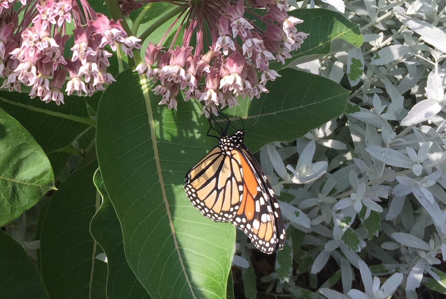 A great summer for Monarchs – The Corner Pollinator Garden and Wildlife ...