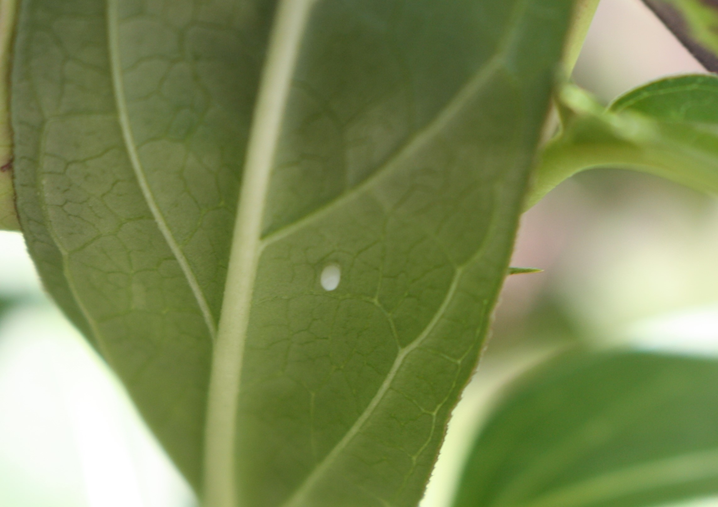 A great summer for Monarchs – The Corner Pollinator Garden and Wildlife ...