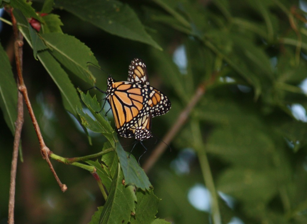 A great summer for Monarchs – The Corner Pollinator Garden and Wildlife ...