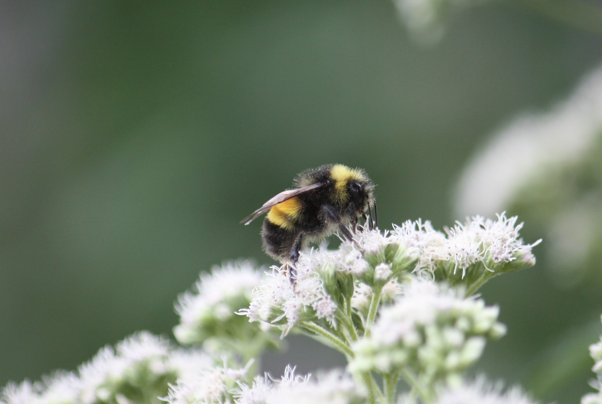 A lone Yellow-banded Bumblebee – The Corner Pollinator Garden and ...