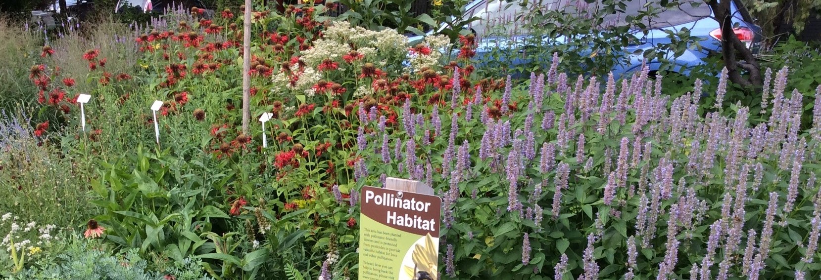 Gardens to help pollinators – The Corner Pollinator Garden and Wildlife ...