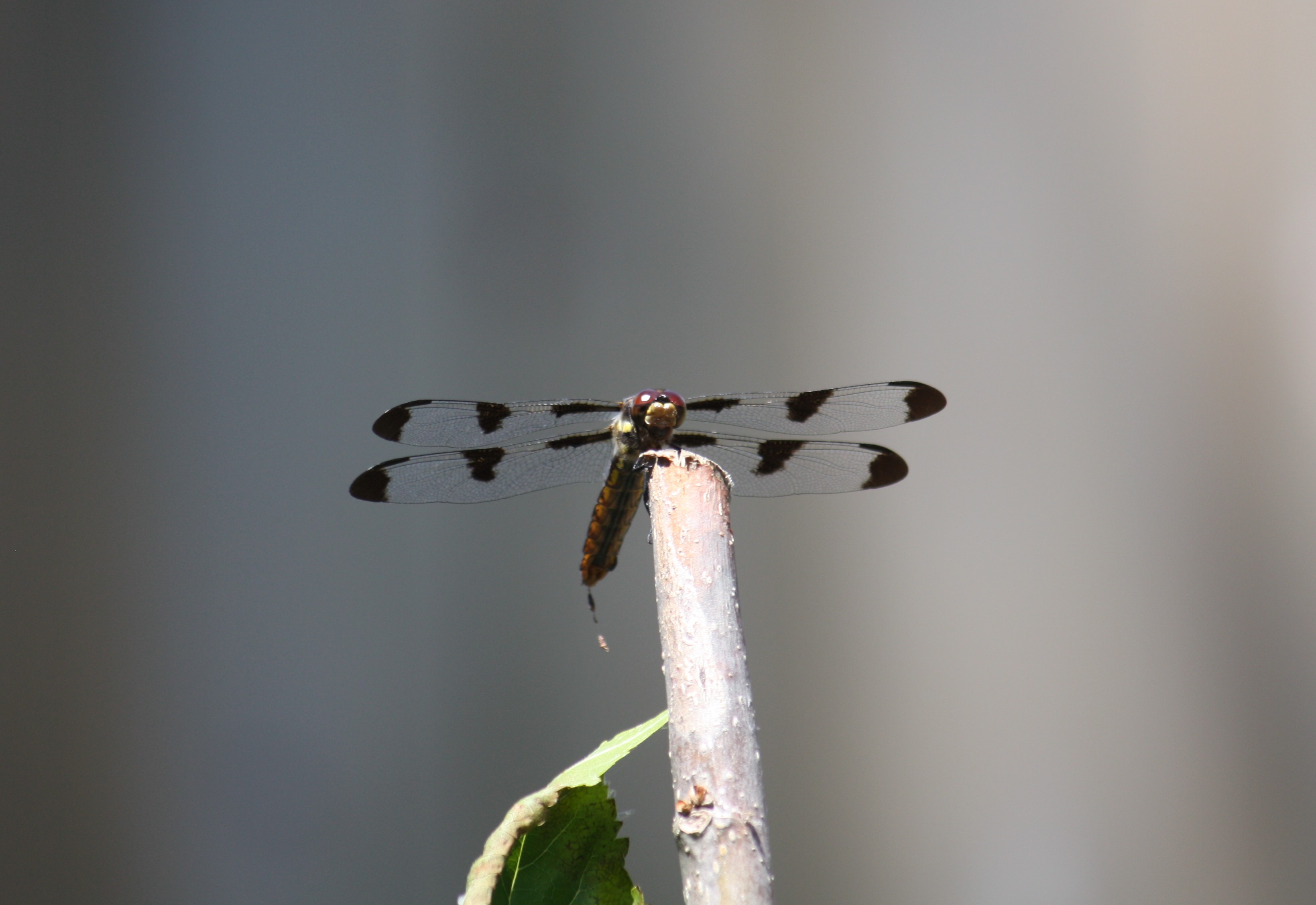 Dragonflies hunting in the garden – The Corner Pollinator Garden and ...