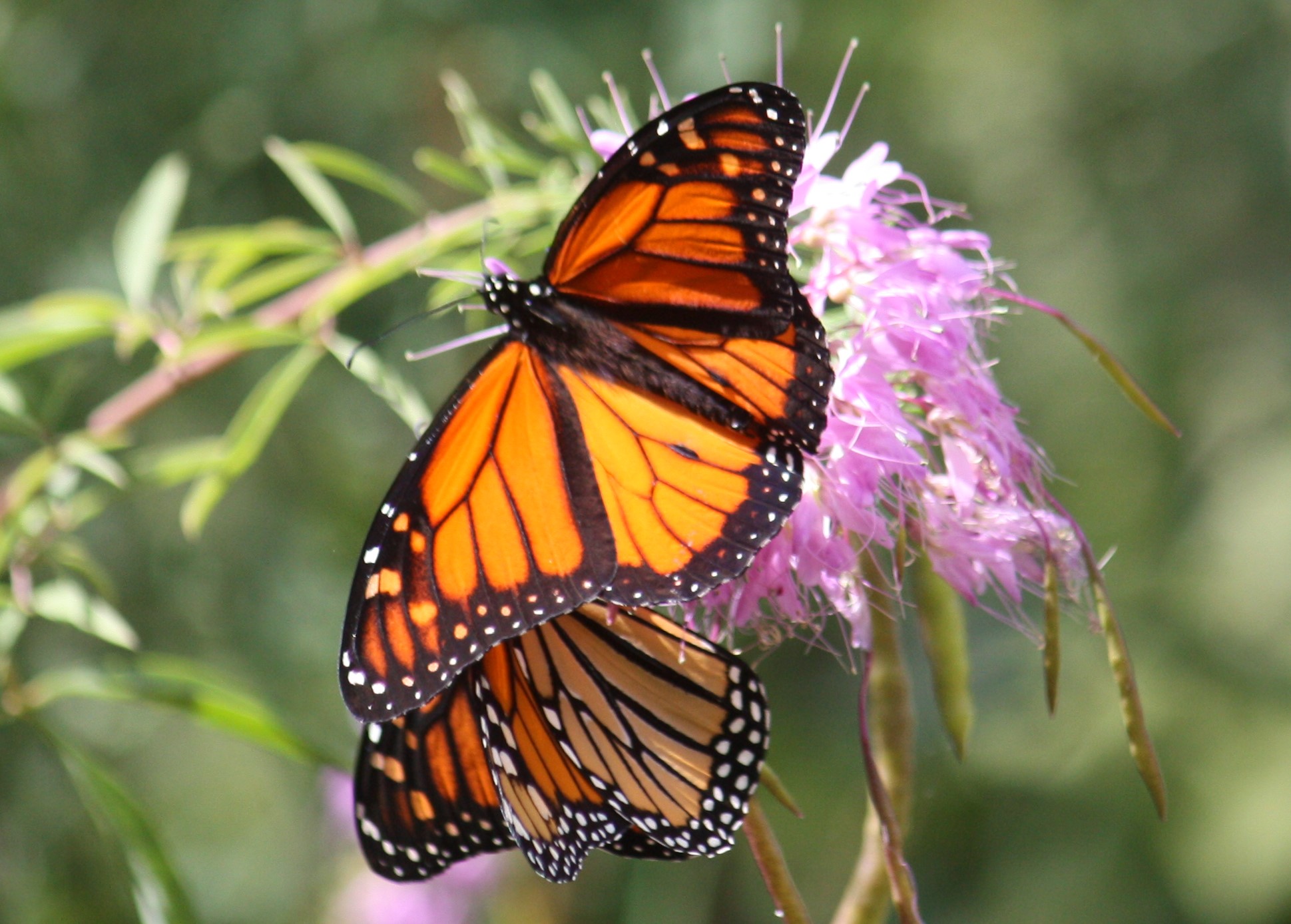 A great summer for Monarchs – The Corner Pollinator Garden and Wildlife ...