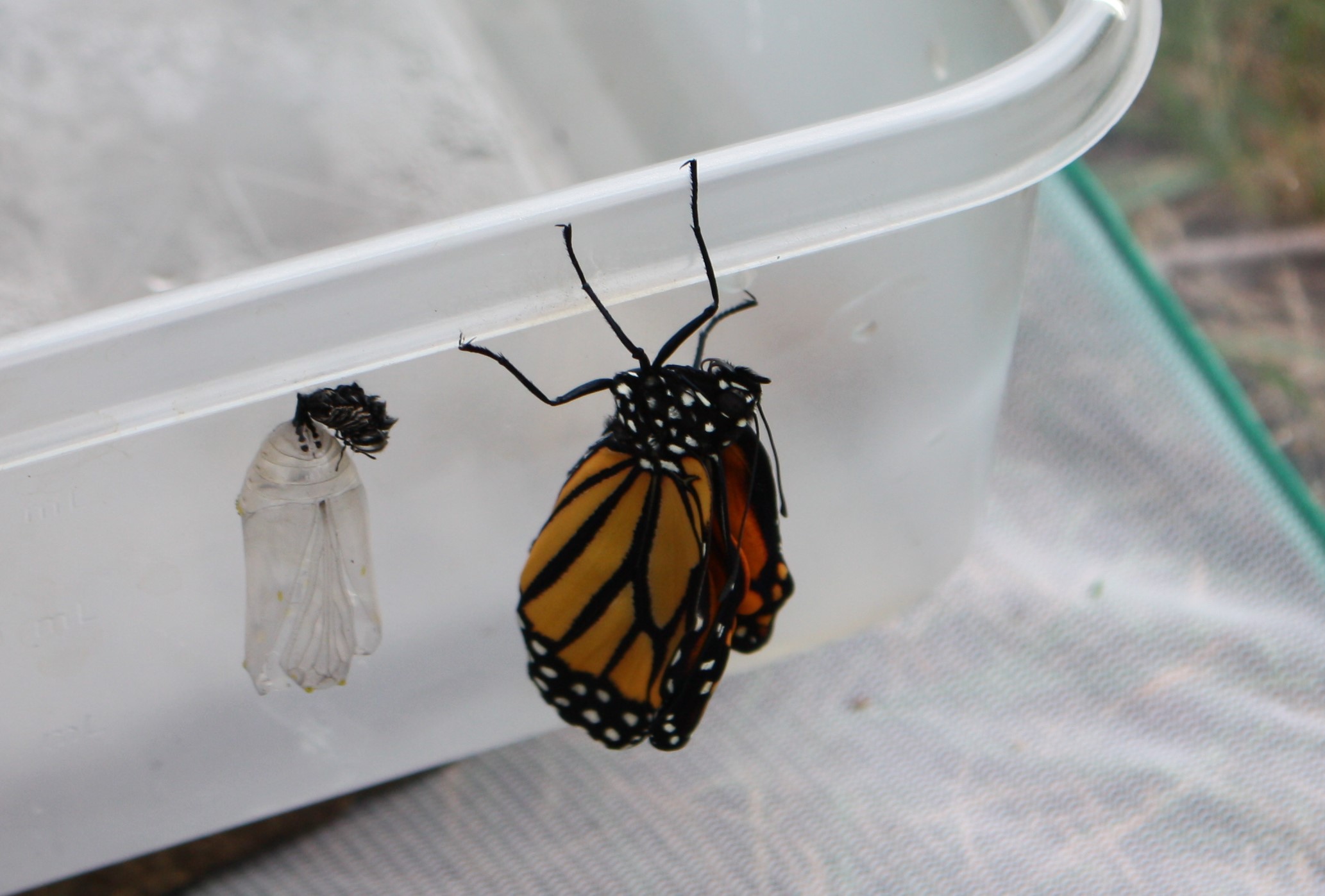 A great summer for Monarchs – The Corner Pollinator Garden and Wildlife ...