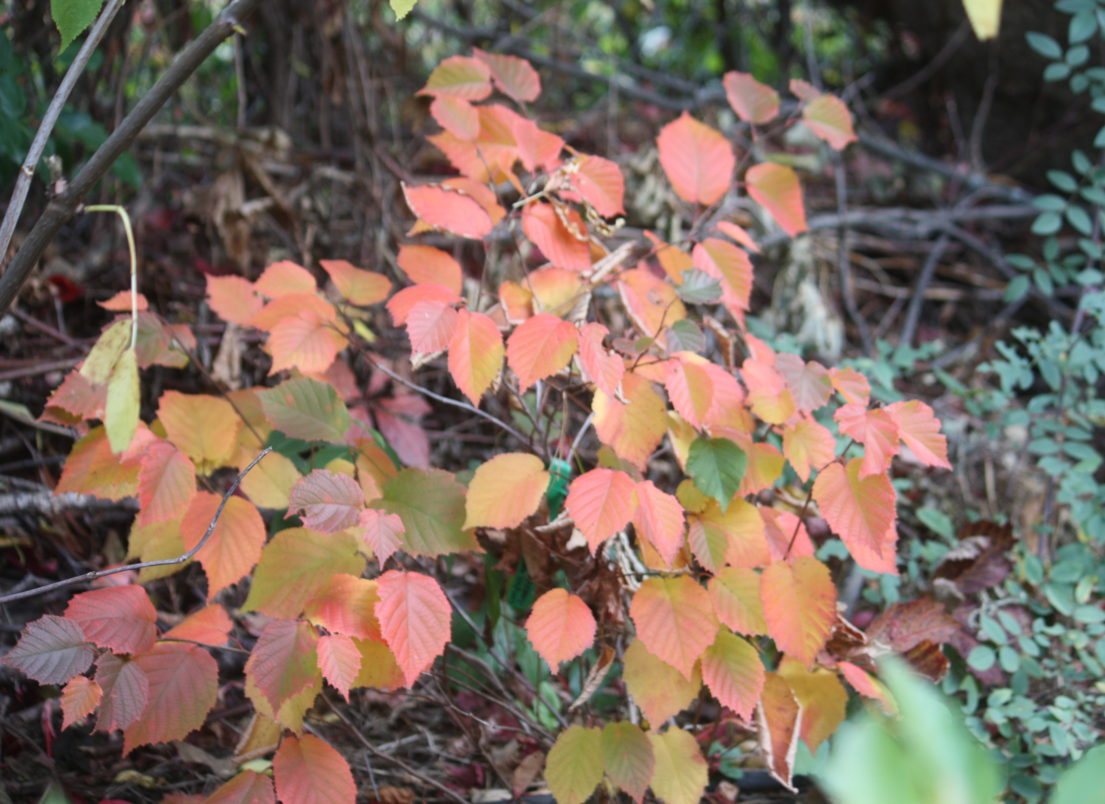 Kaleidoscope of fall colours: native shrubs in our yard – The Corner ...