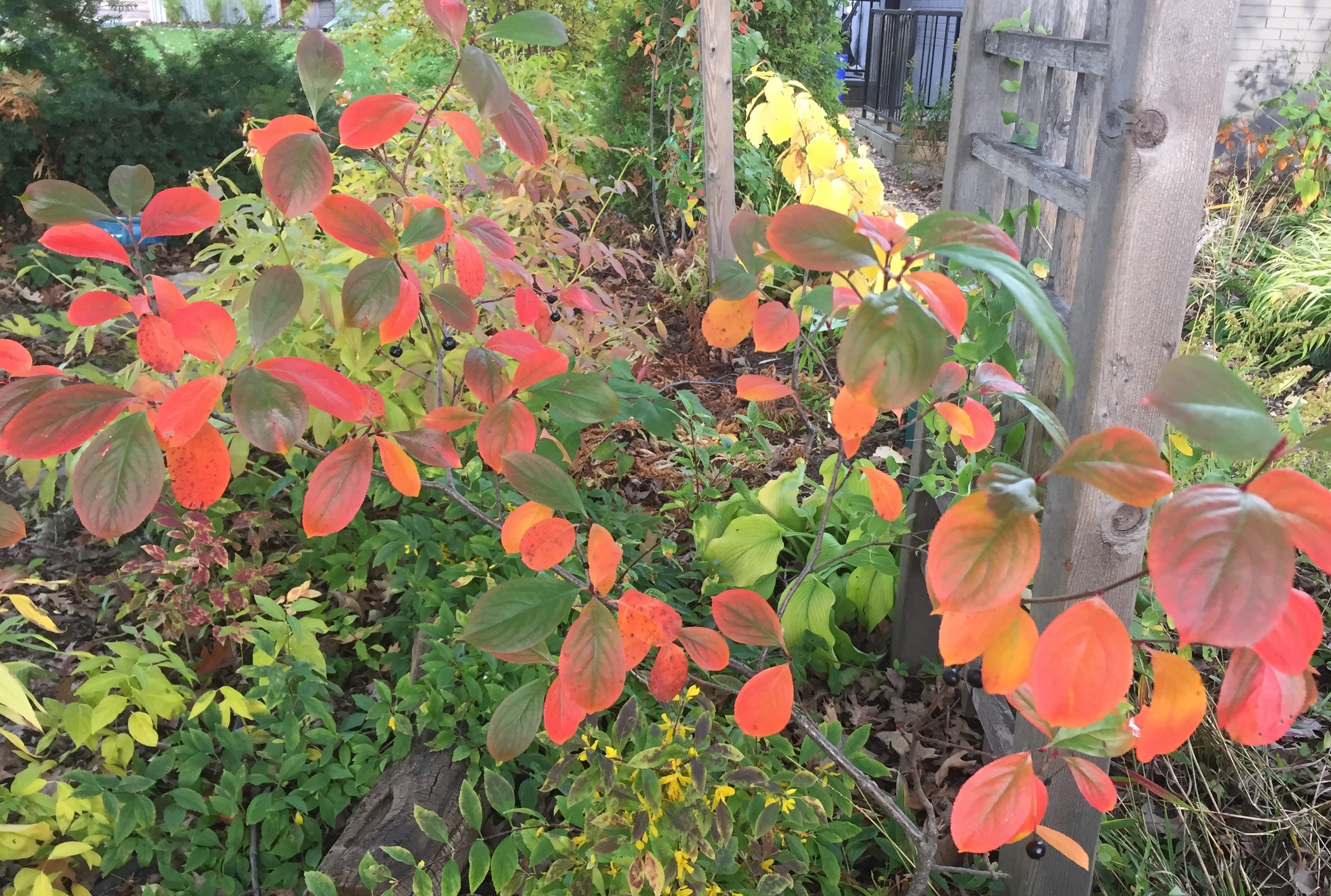 Kaleidoscope of fall colours: native shrubs in our yard – The Corner ...