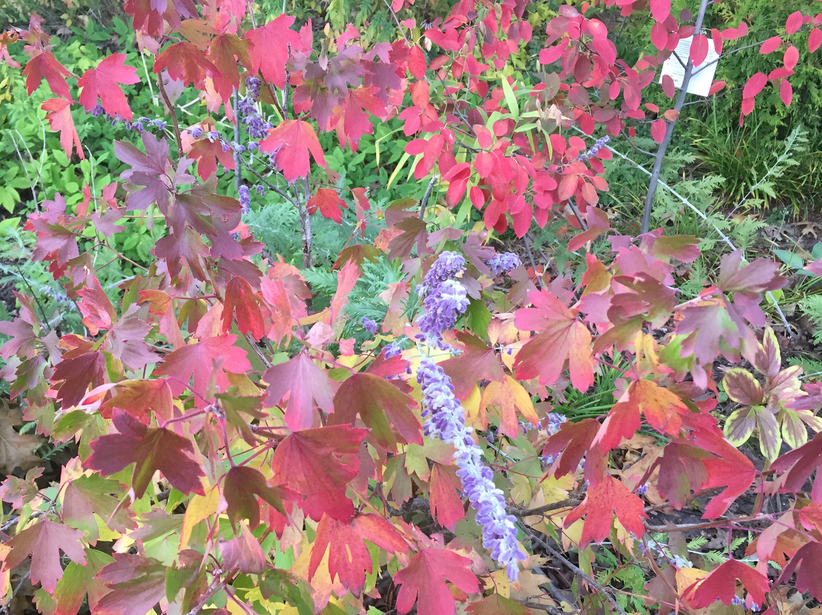 Kaleidoscope of fall colours: native shrubs in our yard – The Corner ...