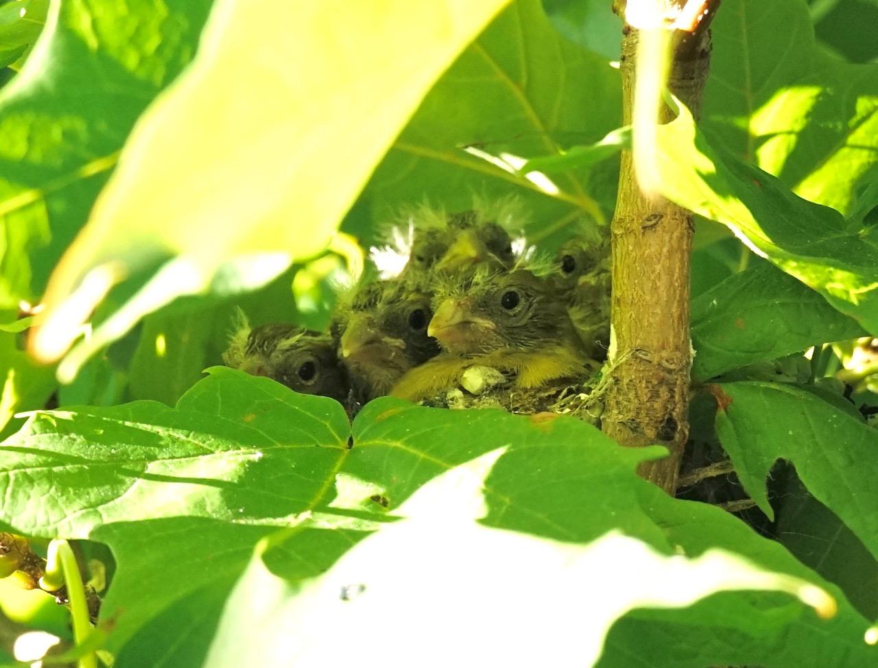 American Goldfinch seed buffet: why I no longer deadhead flowers – The ...
