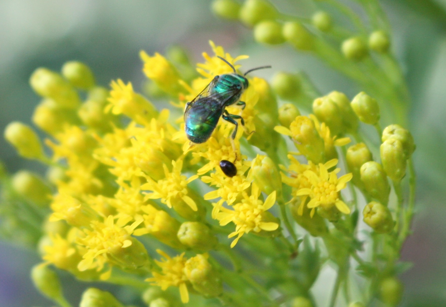 Not just honeybees – The Corner Pollinator Garden and Wildlife Habitat