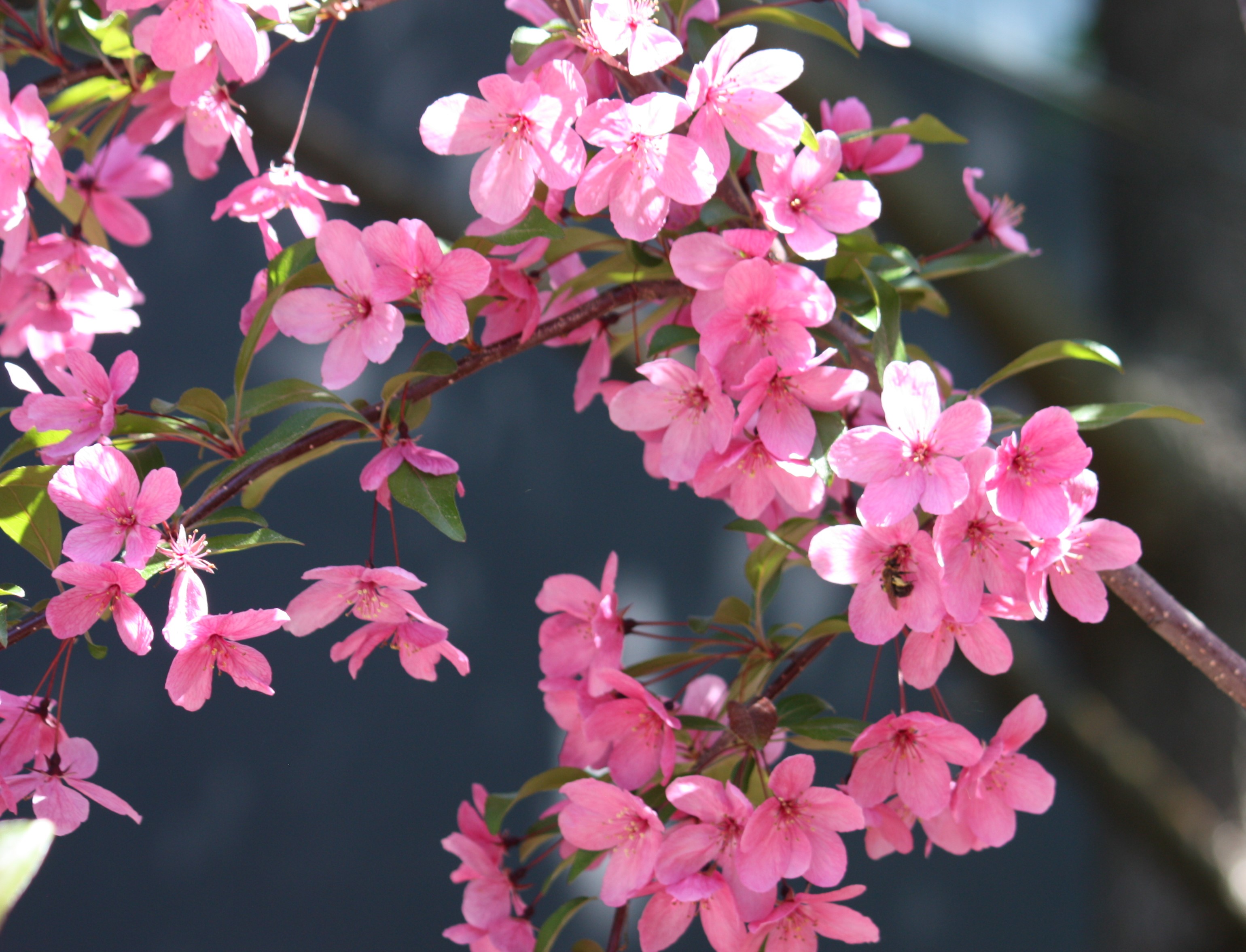 Ornamental berries to brighten winter days – The Corner Pollinator ...