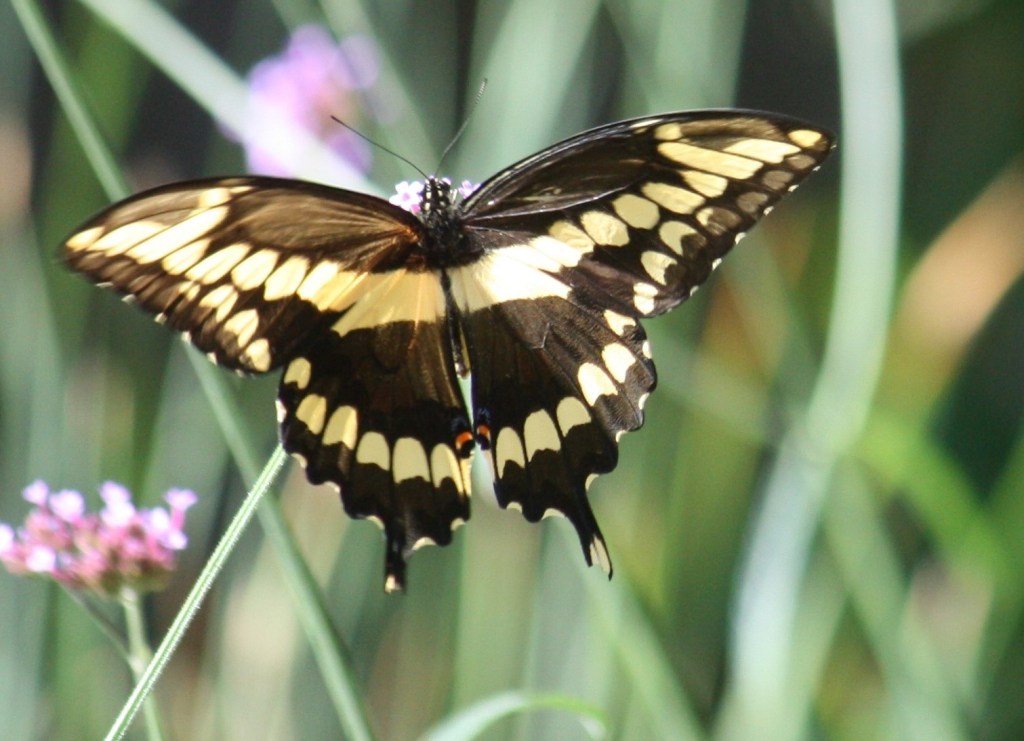 Butterfly spotting, part 1: common butterflies in the garden – The ...