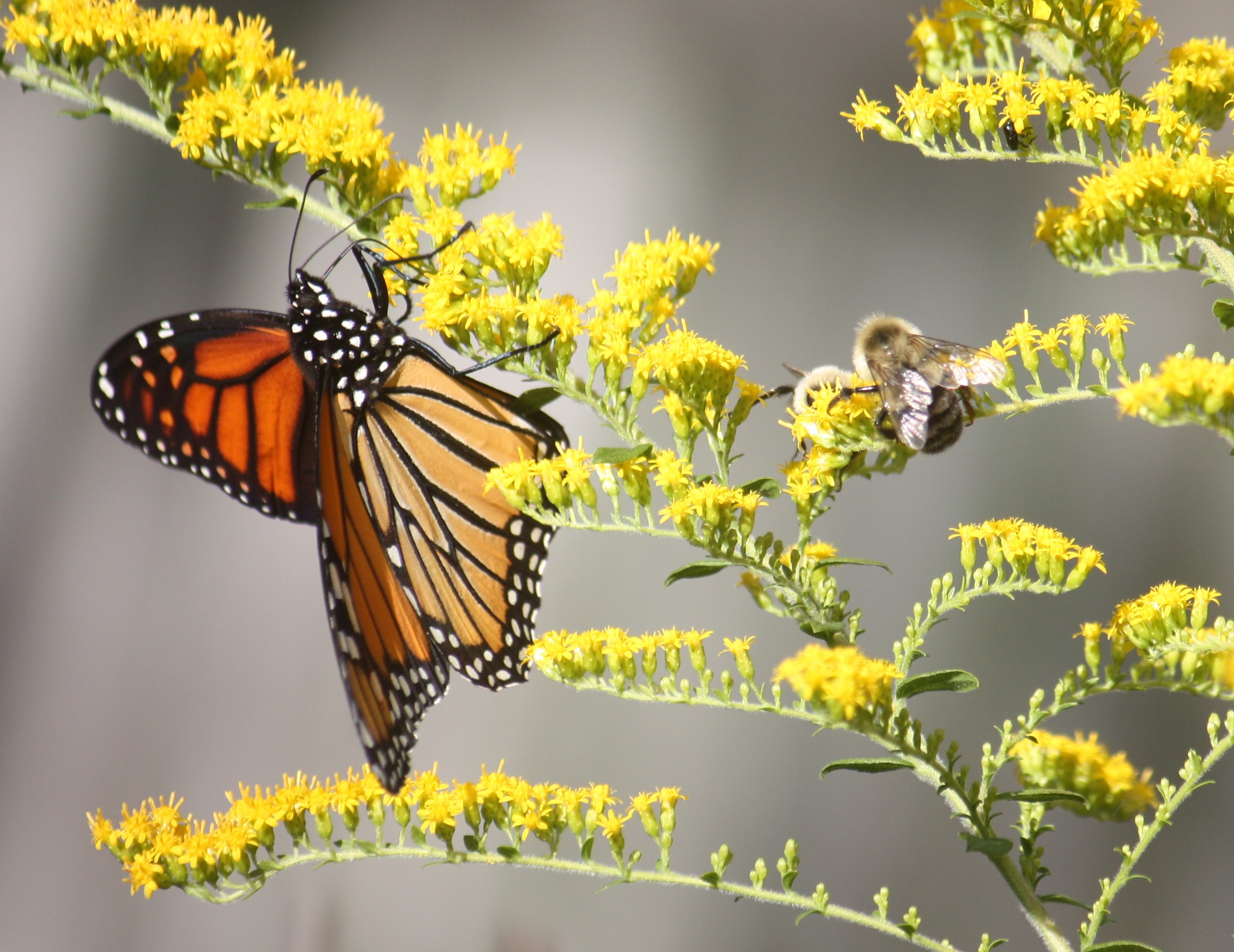 Butterfly spotting, part 1: common butterflies in the garden – The ...