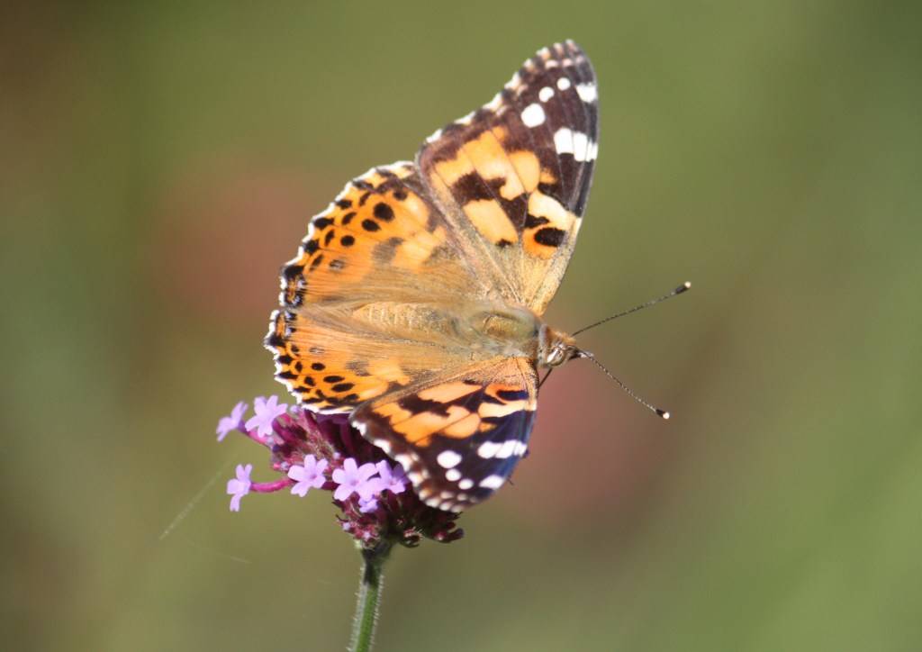 Butterfly spotting, part 1: common butterflies in the garden – The ...