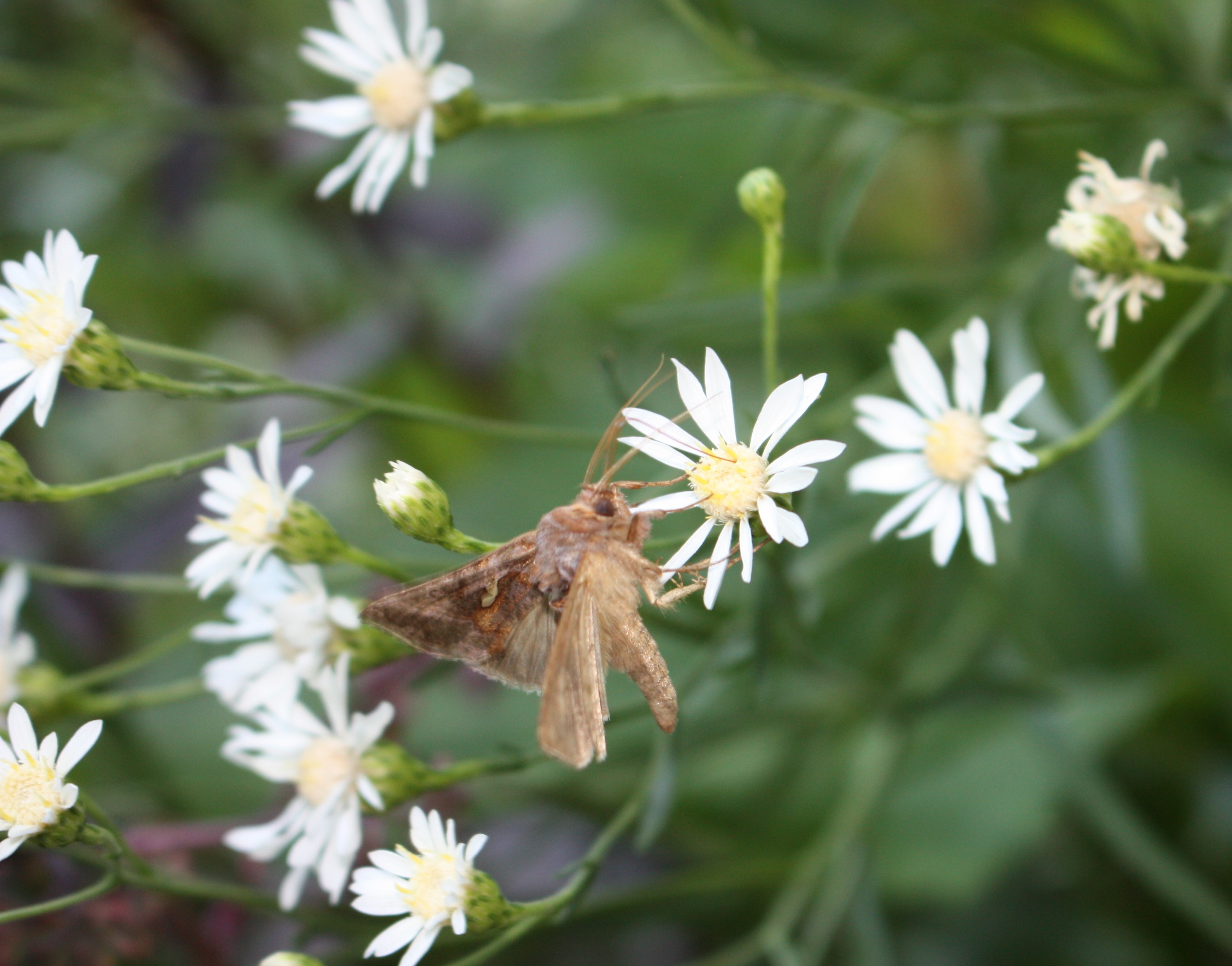 Night shift: moths in the garden – The Corner Pollinator Garden and ...
