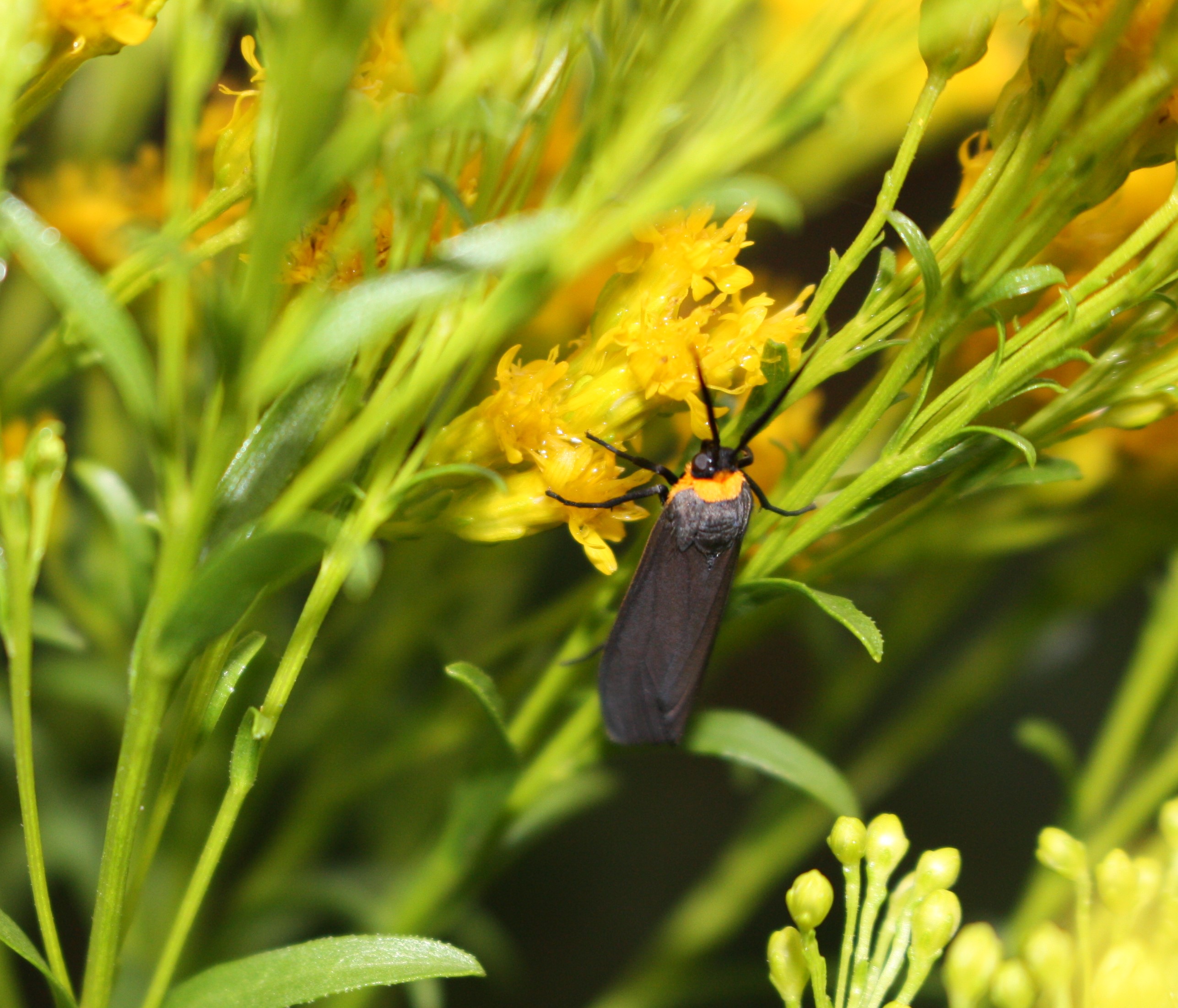 Night shift: moths in the garden – The Corner Pollinator Garden and ...