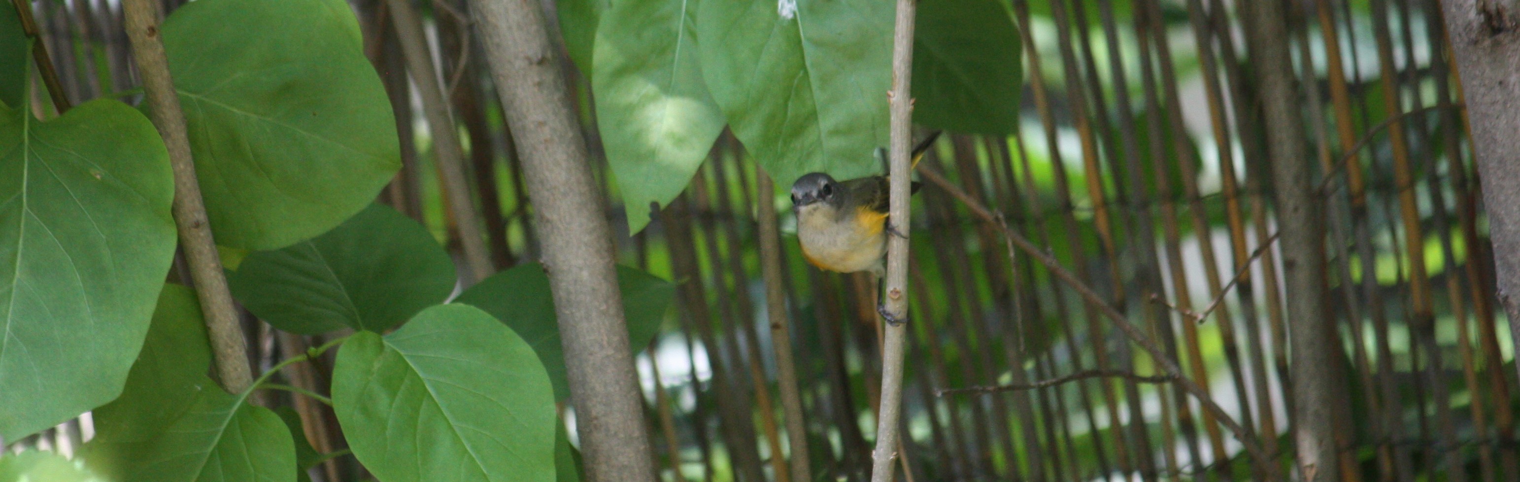 Bird garden and backyard habitat – The Corner Pollinator Garden and ...