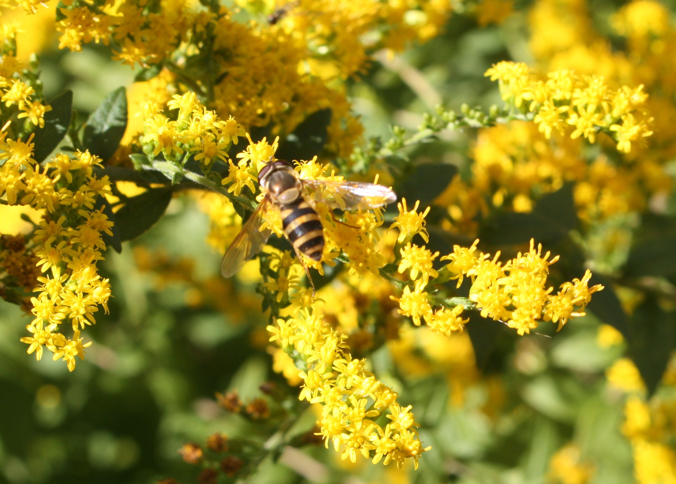 Flower flies: surprise pollinators – The Corner Pollinator Garden and ...