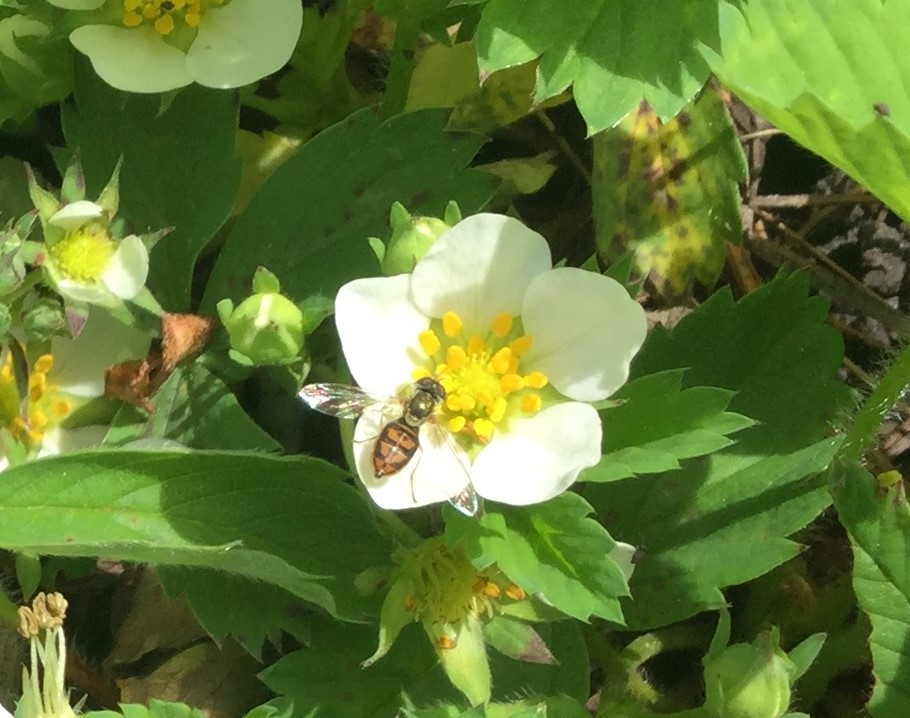 Flower flies: surprise pollinators – The Corner Pollinator Garden and ...