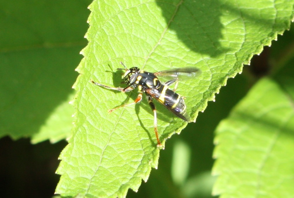 Flower flies: surprise pollinators – The Corner Pollinator Garden and ...