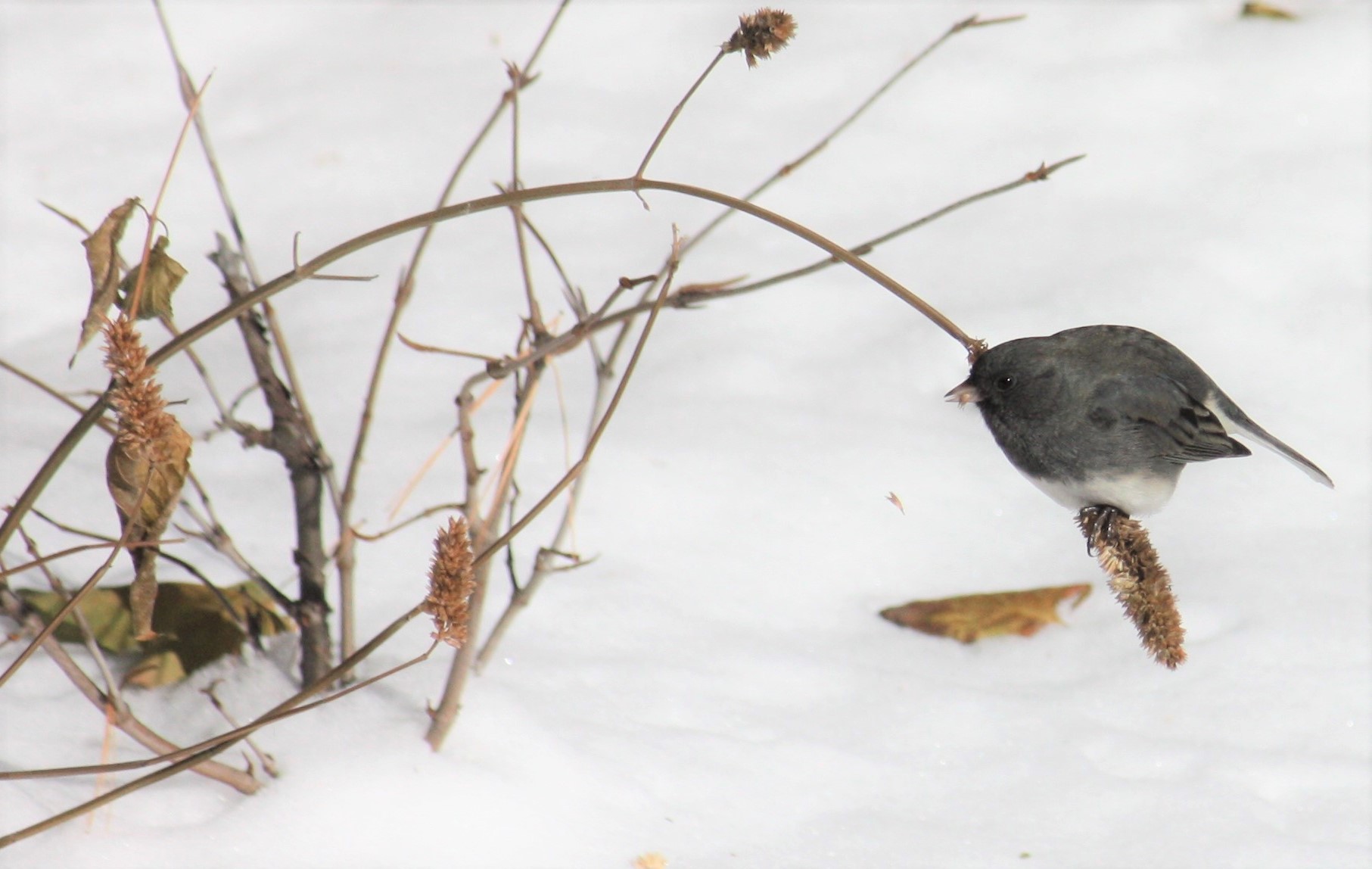 Juncos: welcome winter guests – The Corner Pollinator Garden and ...