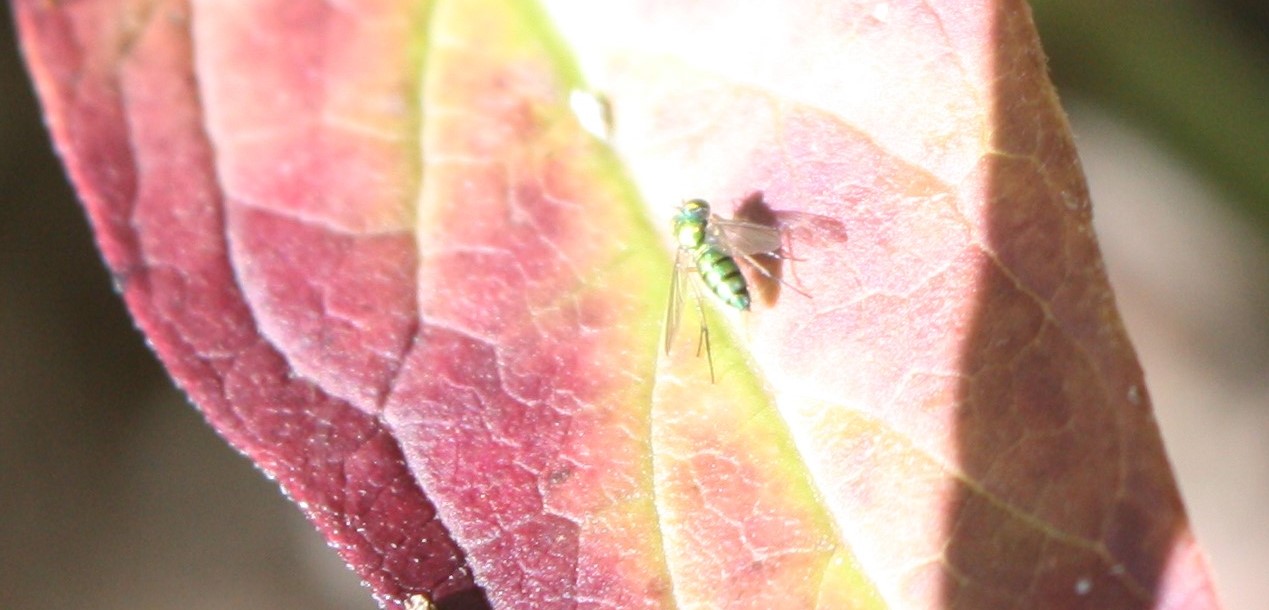 Flower flies: surprise pollinators – The Corner Pollinator Garden and ...