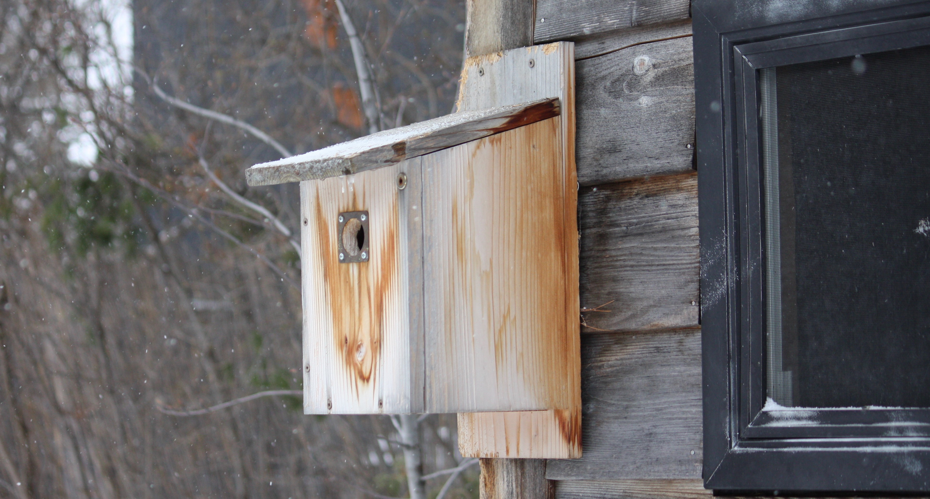 Helping birds through winter – The Corner Pollinator Garden and ...
