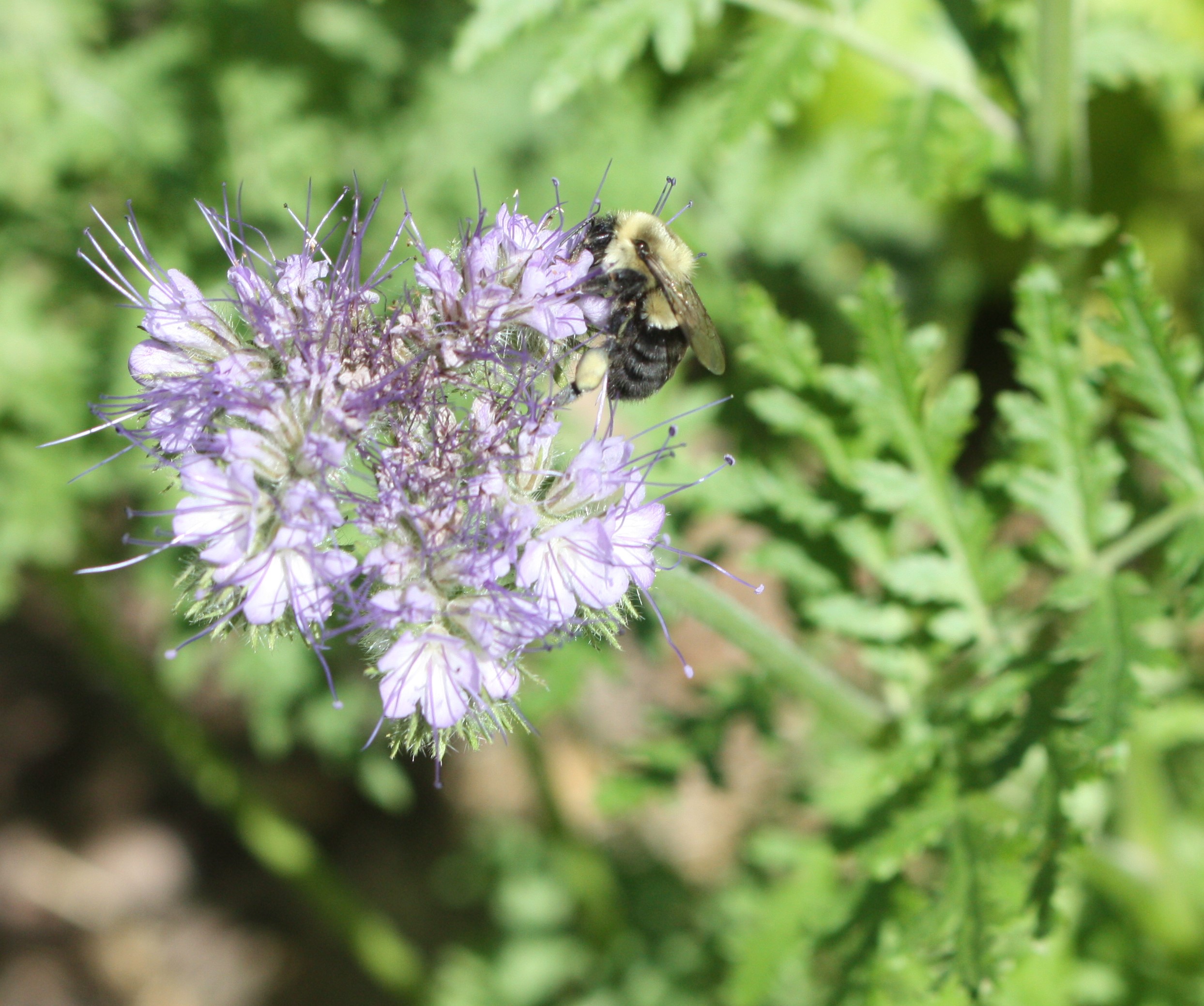 Annuals for pollinators – The Corner Pollinator Garden and Wildlife Habitat