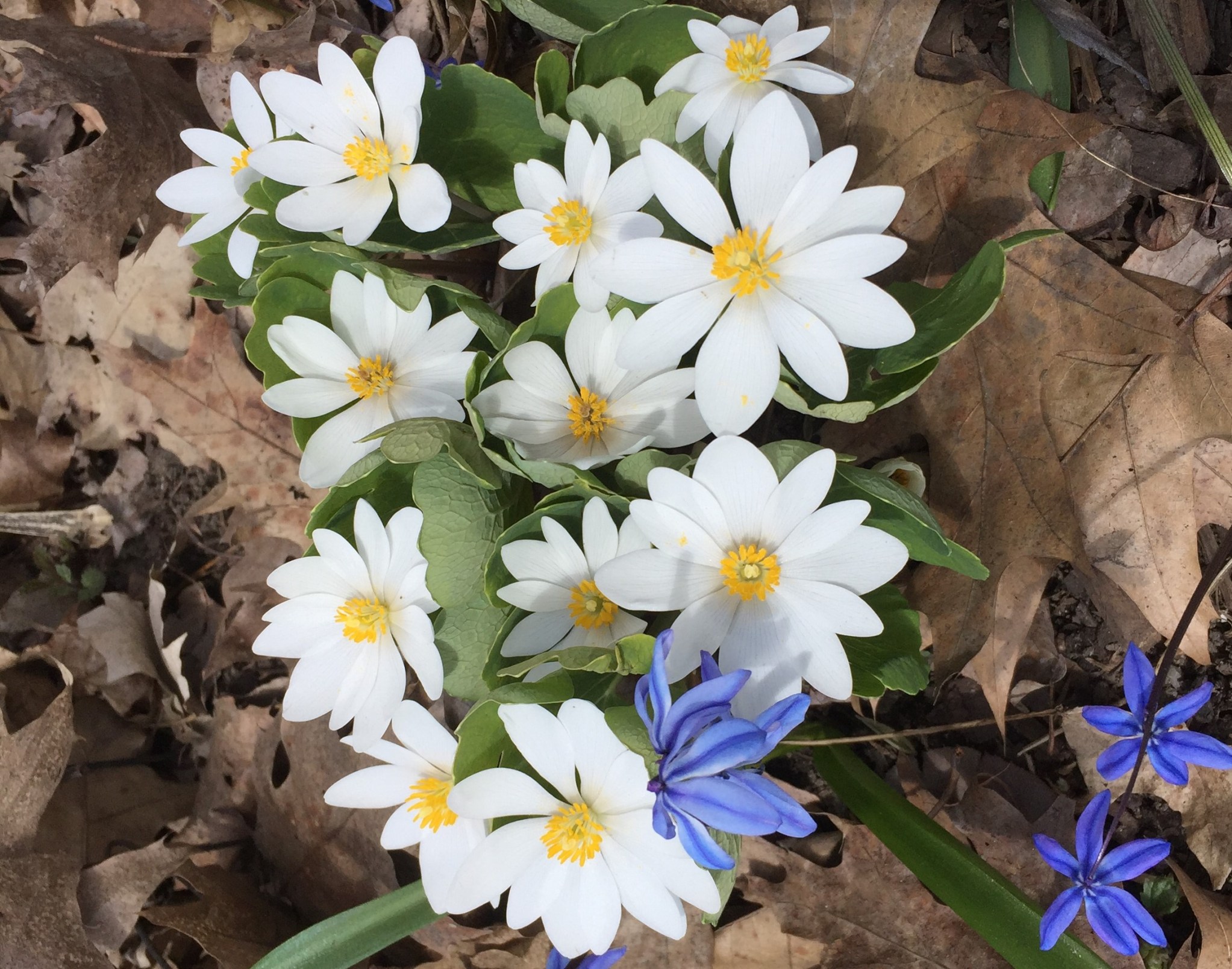 Spring pollinator plants – The Corner Pollinator Garden and Wildlife Habitat