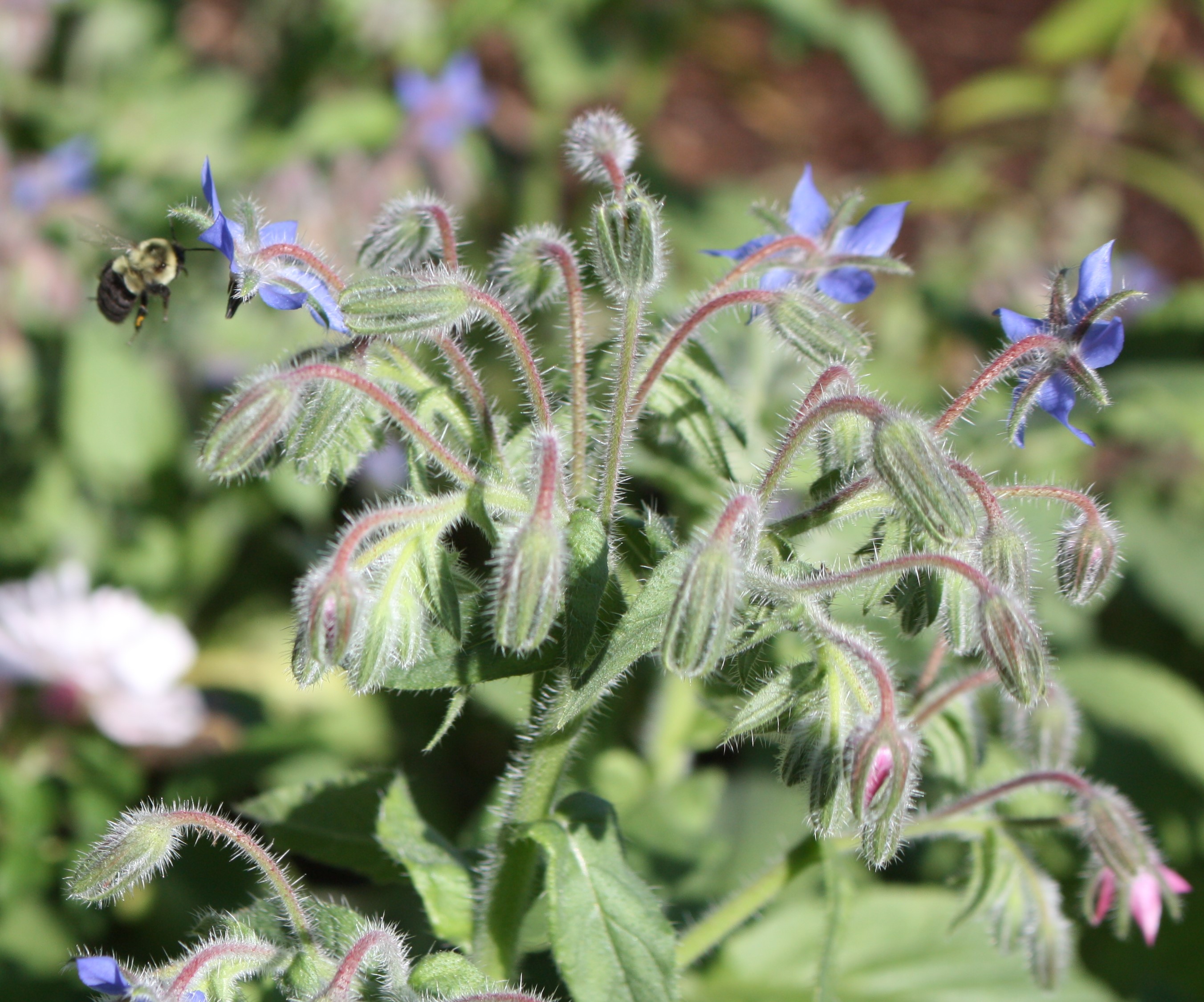 Annuals for pollinators – The Corner Pollinator Garden and Wildlife Habitat