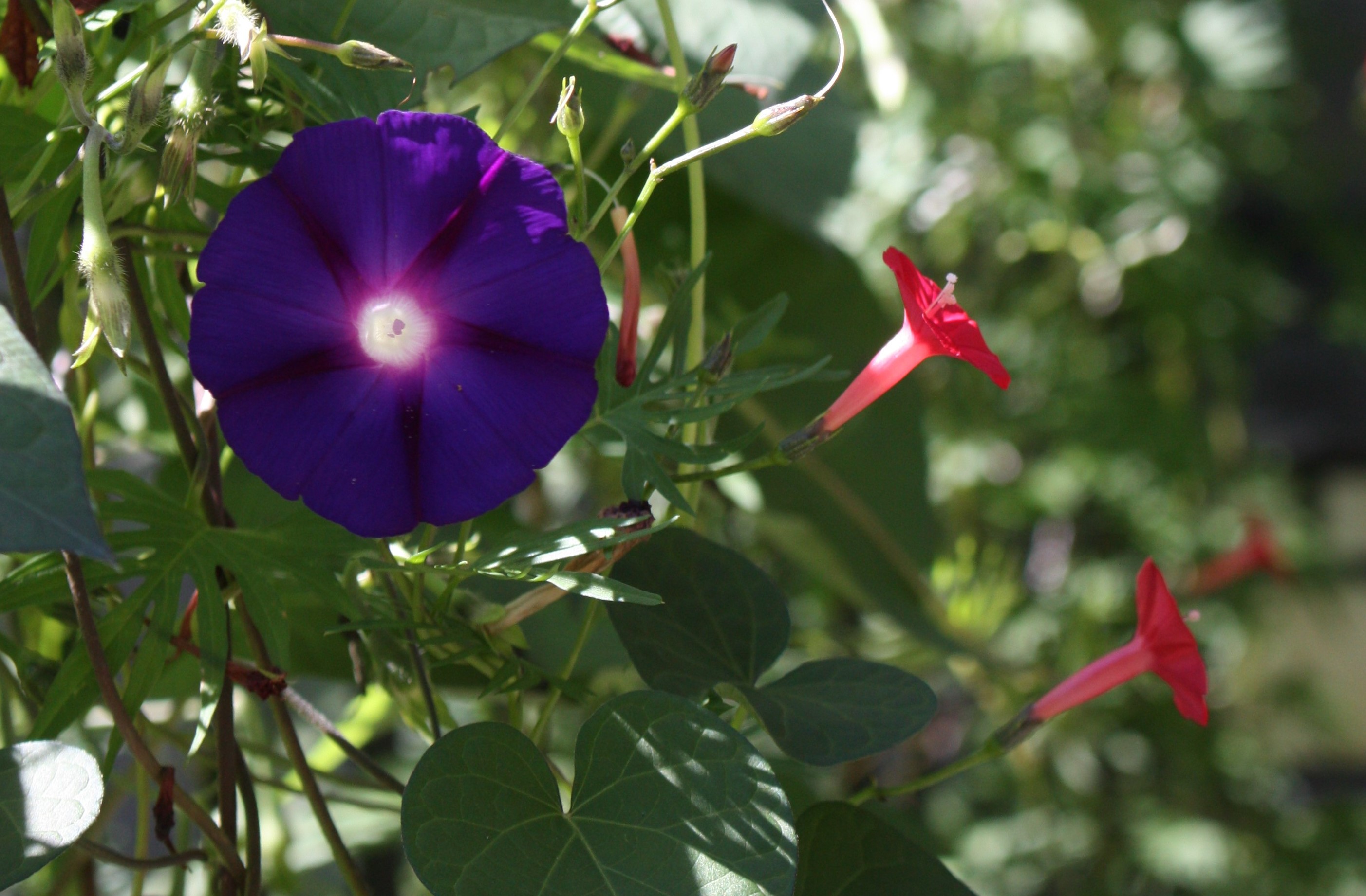 Annuals for pollinators – The Corner Pollinator Garden and Wildlife Habitat