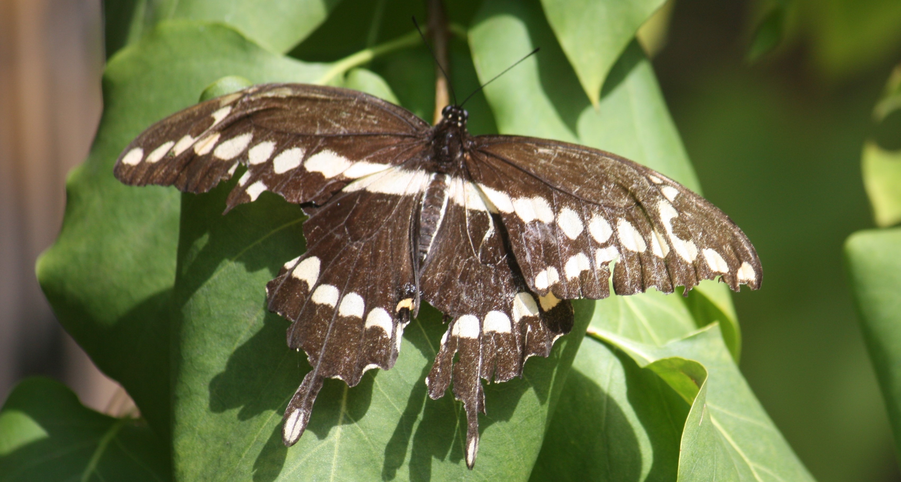 Choosing a location for your pollinator garden – The Corner Pollinator ...