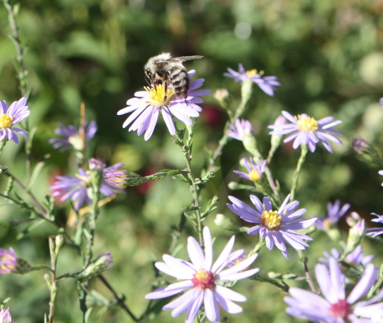 Fall pollinator plants – The Corner Pollinator Garden and Wildlife Habitat