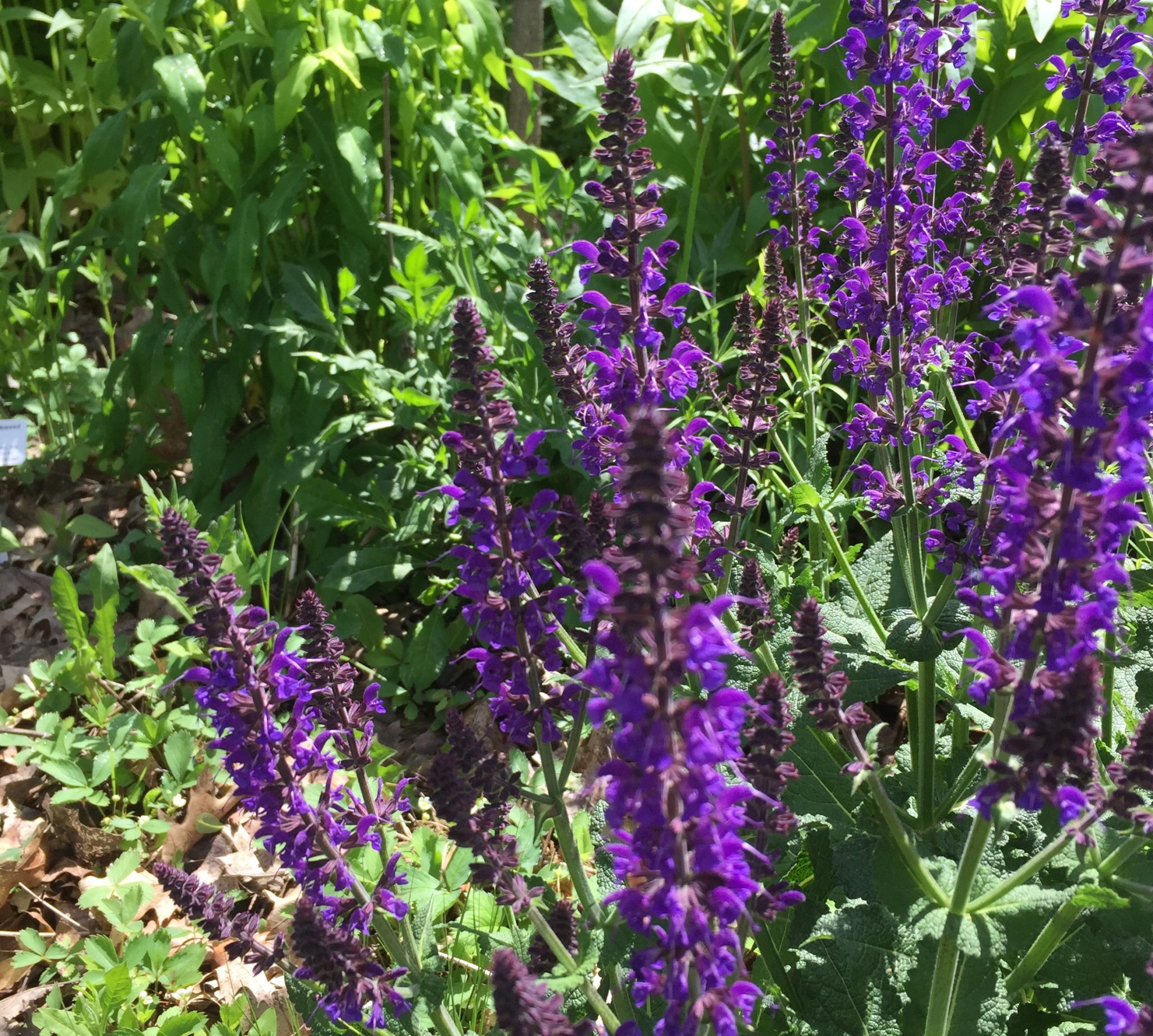 Spring pollinator plants – The Corner Pollinator Garden and Wildlife ...