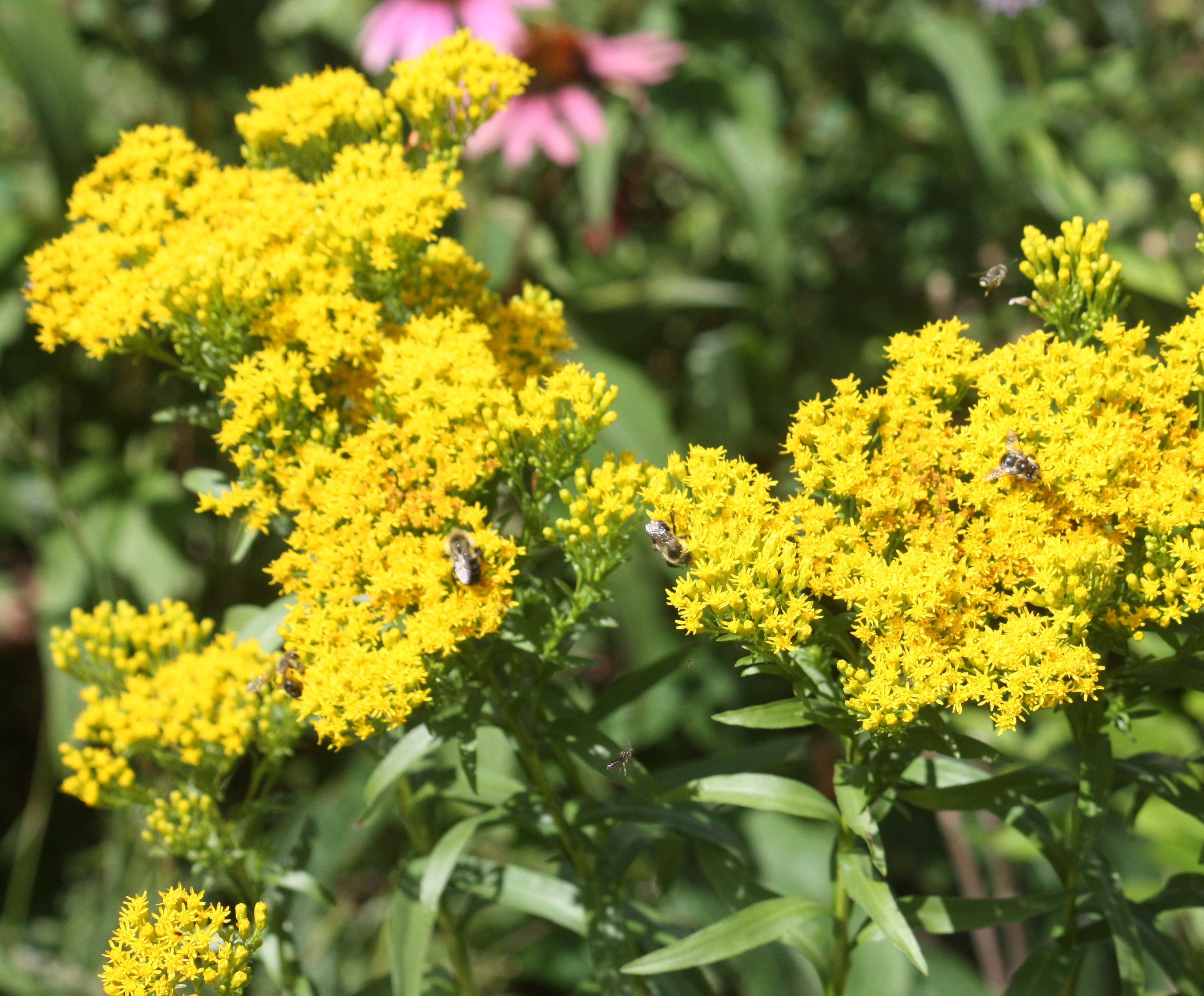 Fall pollinator plants – The Corner Pollinator Garden and Wildlife Habitat
