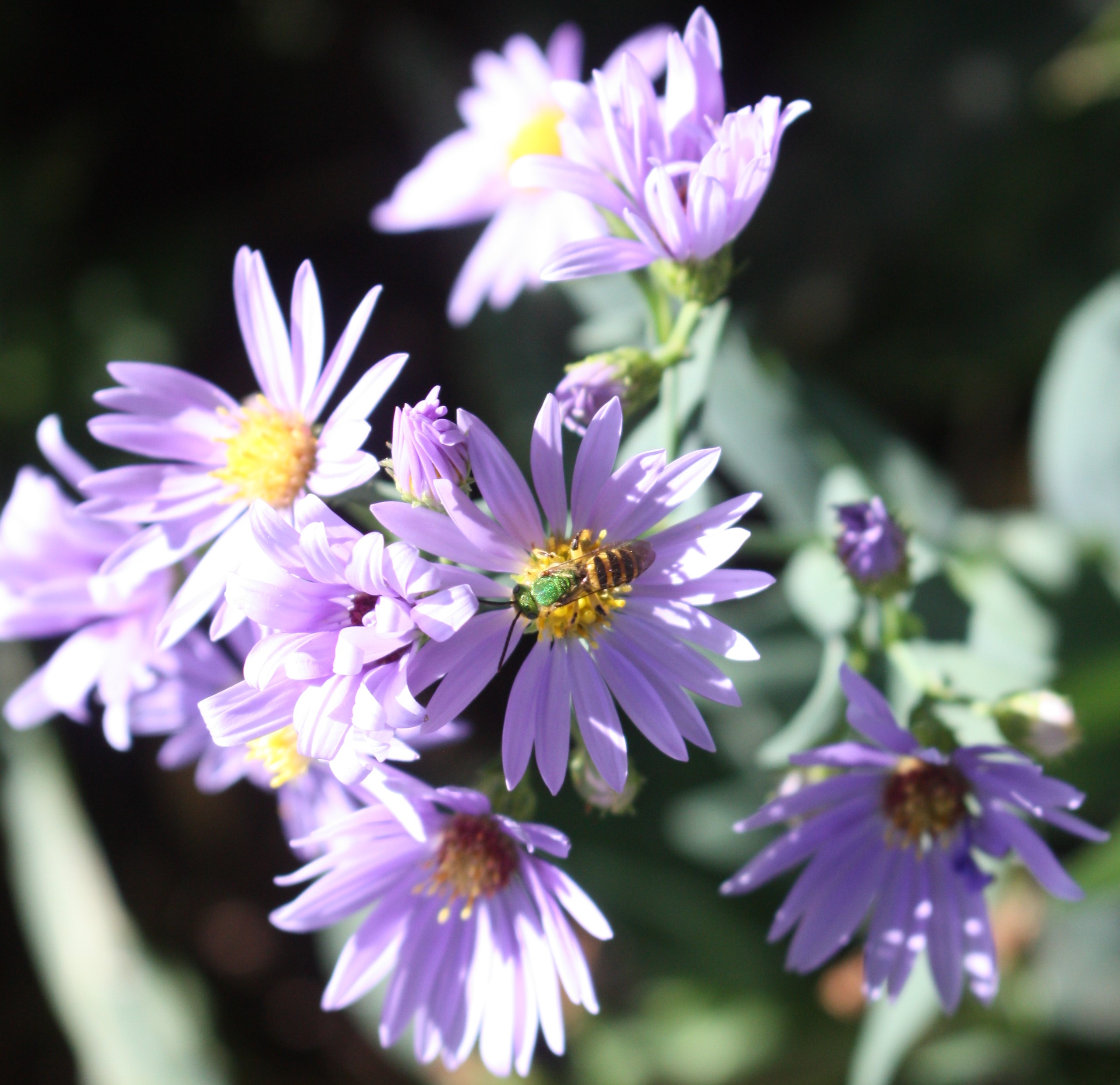 Fall pollinator plants – The Corner Pollinator Garden and Wildlife Habitat
