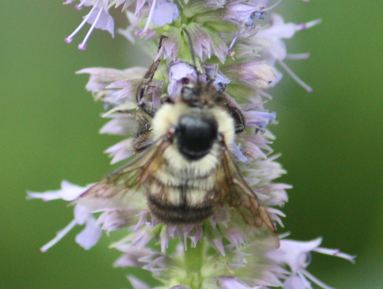 The story of my pollinator garden – The Corner Pollinator Garden and ...