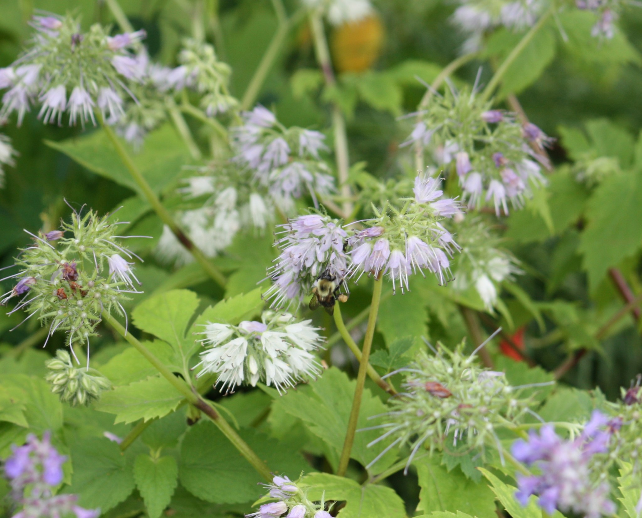 Spring pollinator plants – The Corner Pollinator Garden and Wildlife ...