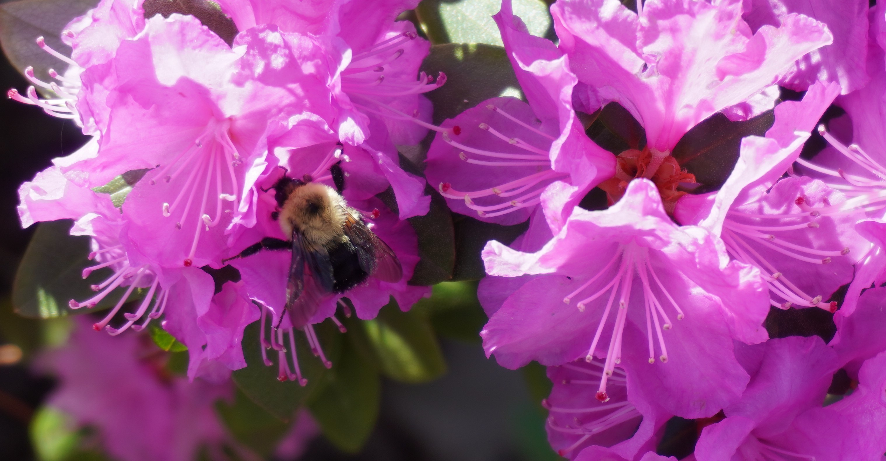 Daughters of old friends: early spring bees – The Corner Pollinator ...