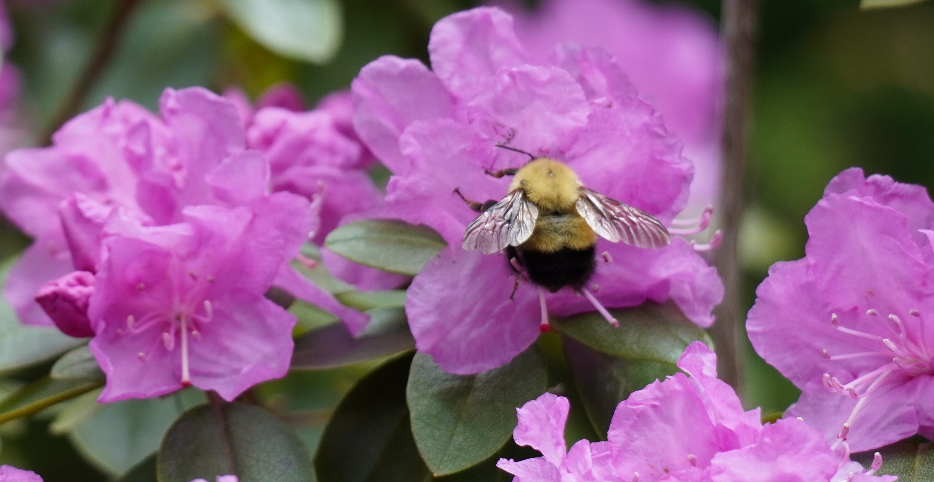 Daughters of old friends: early spring bees – The Corner Pollinator ...