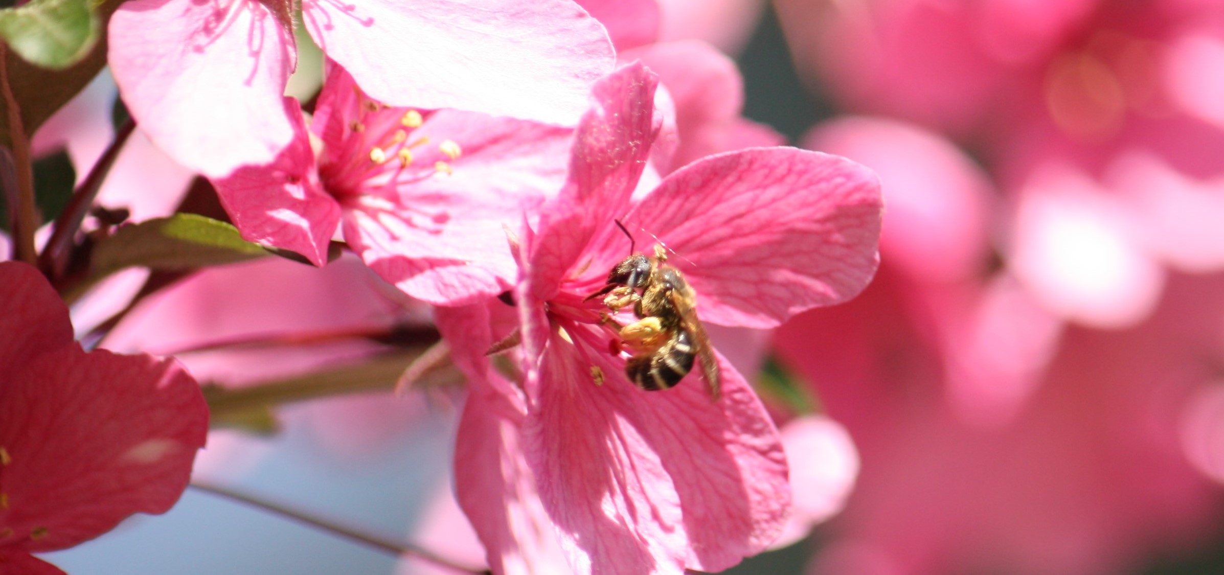 Daughters of old friends: early spring bees – The Corner Pollinator ...