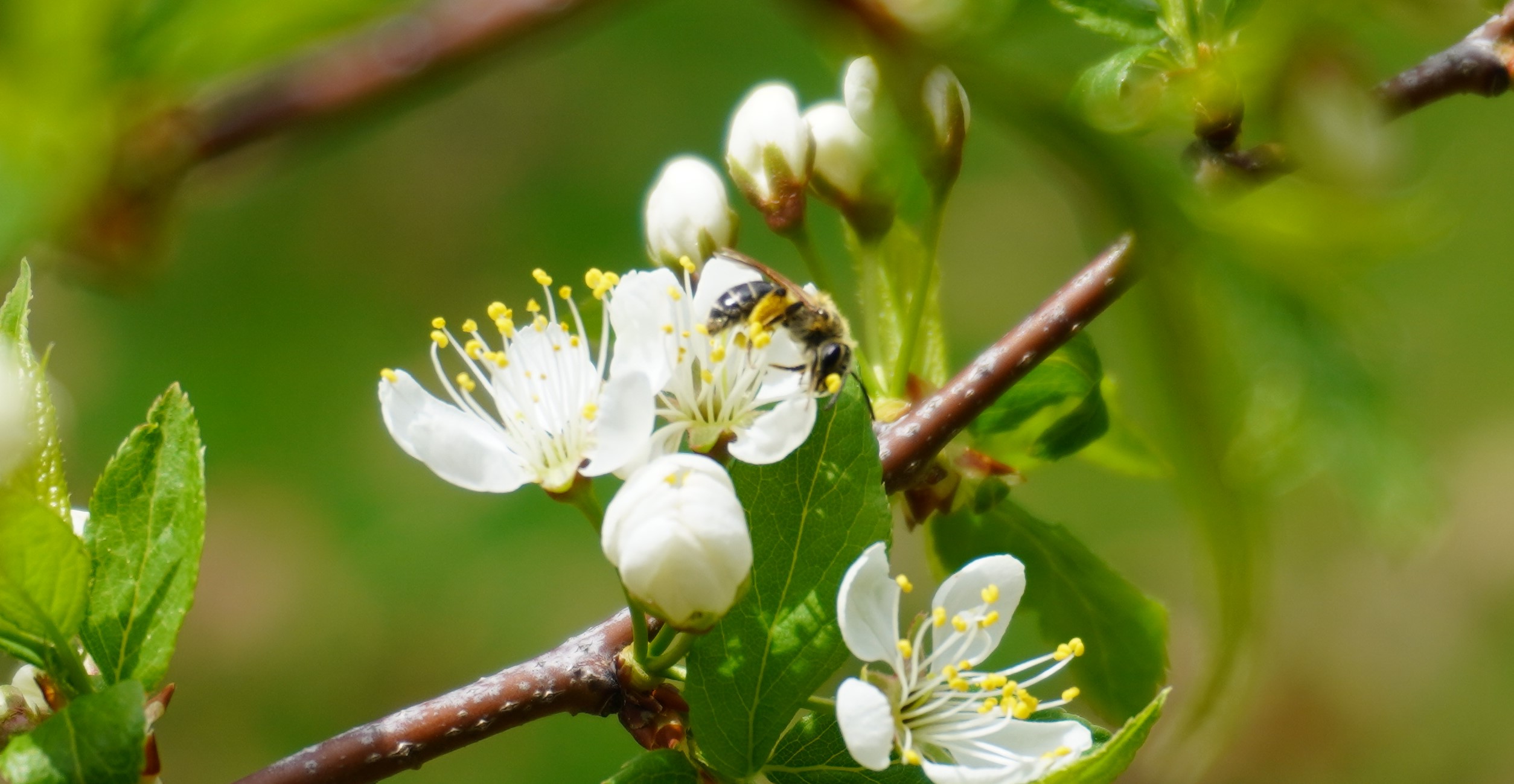 Daughters of old friends: early spring bees – The Corner Pollinator ...