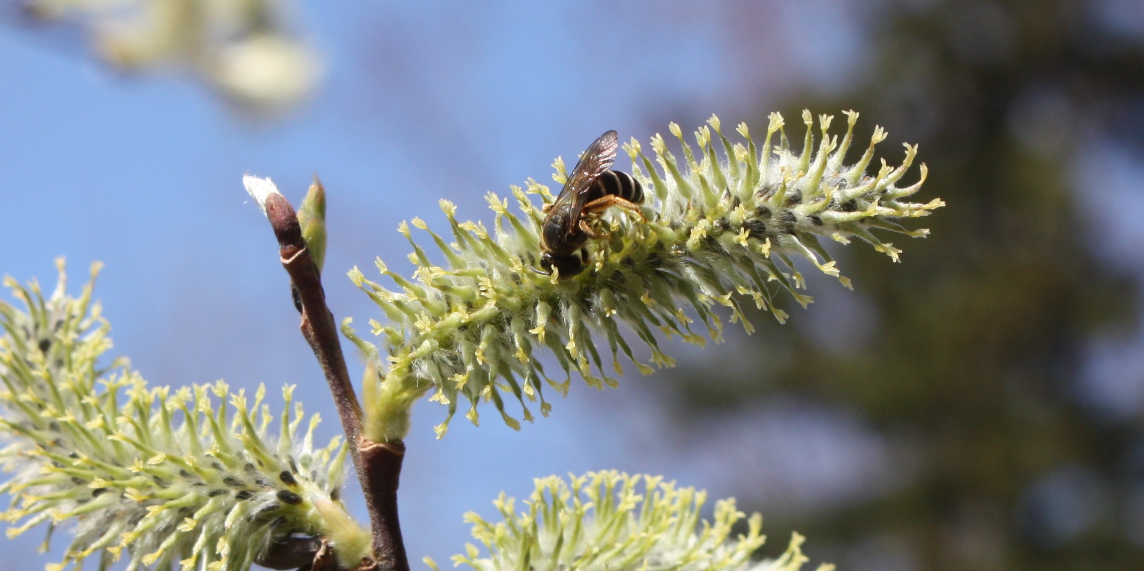Daughters of old friends: early spring bees – The Corner Pollinator ...